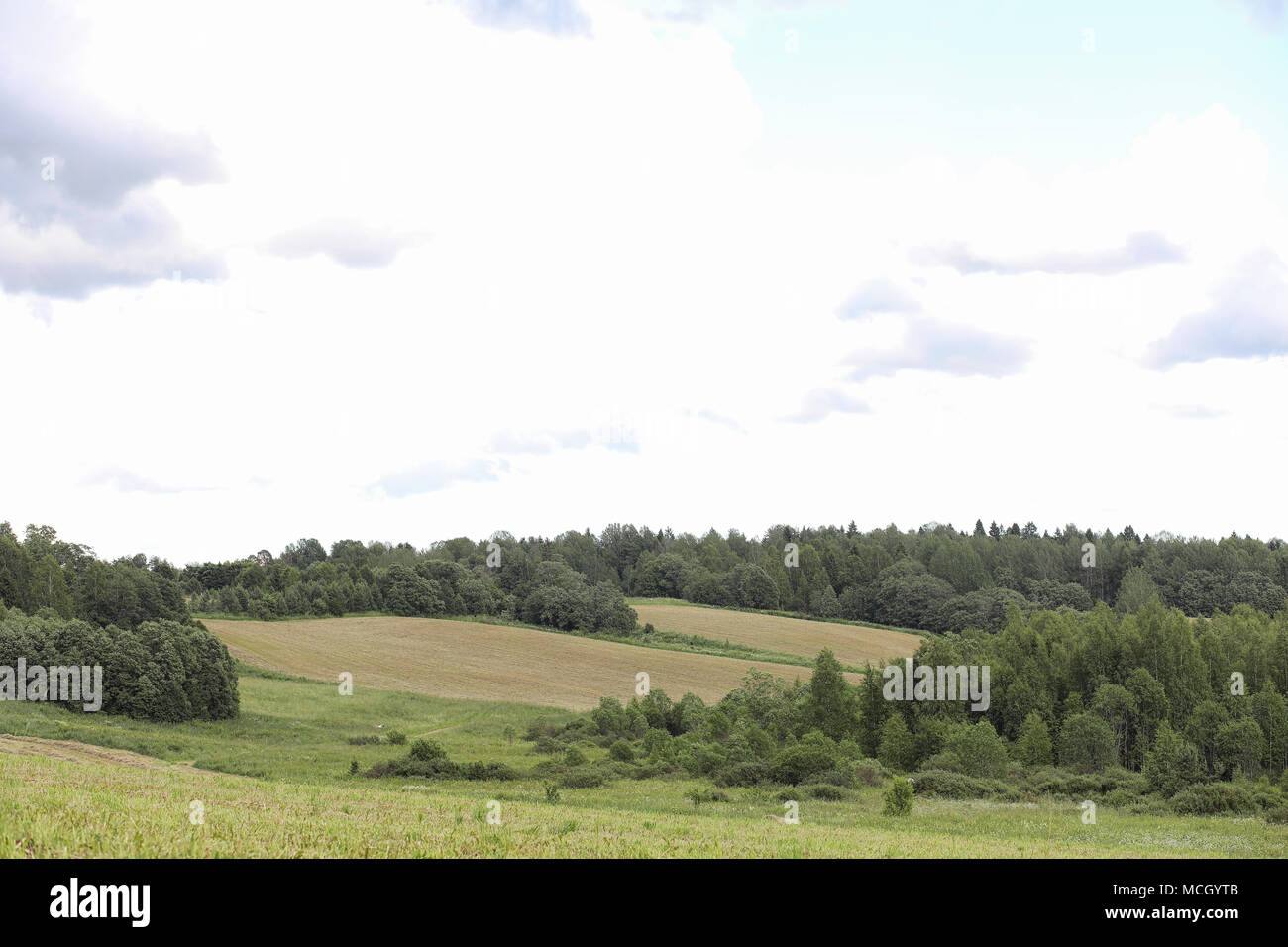 Landscape is summer. Green trees and grass in a countryside land Stock ...