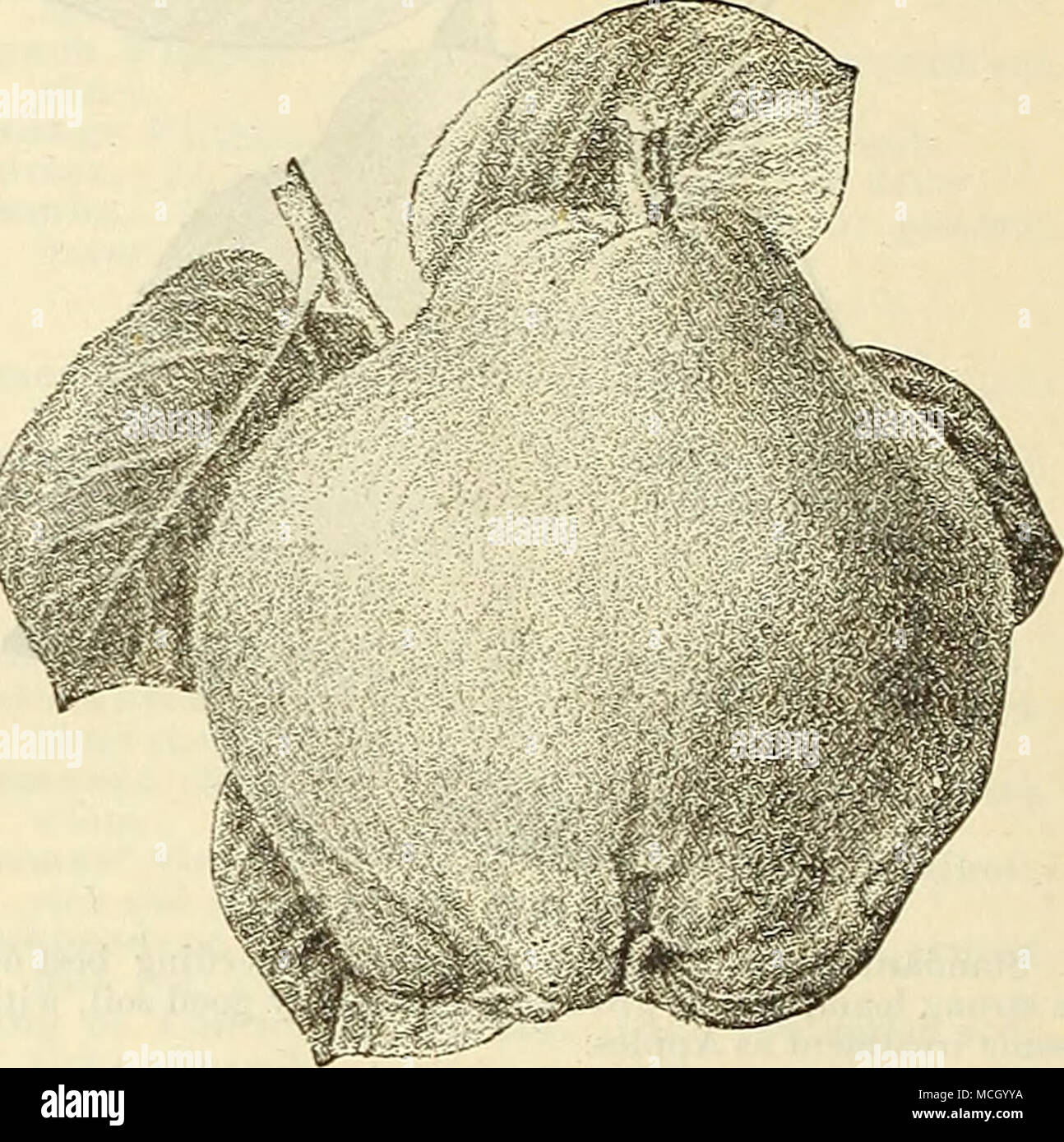Champion quince tree hi-res stock photography and images - Alamy