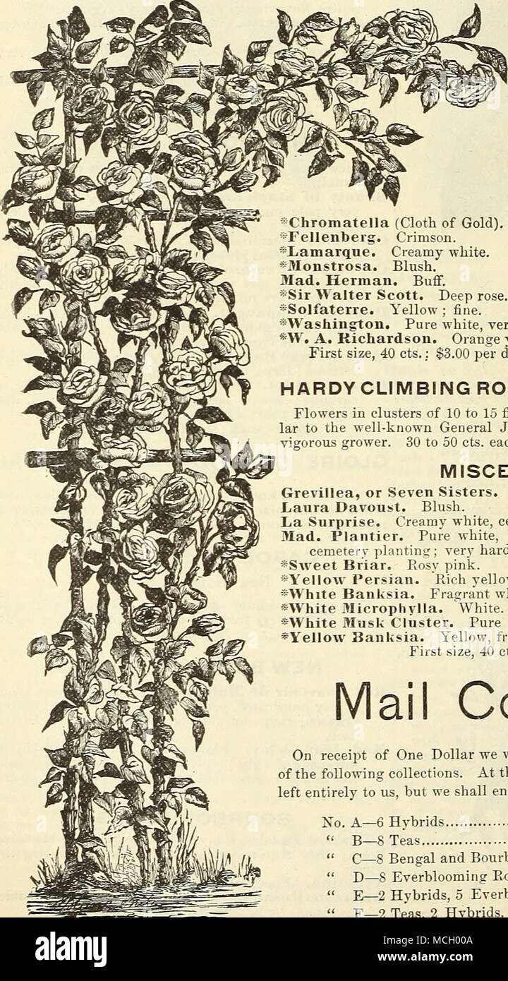 . HARDY CLIMBING ROSES. Baltimore Belle. Blush. Gem of the Prairies ...