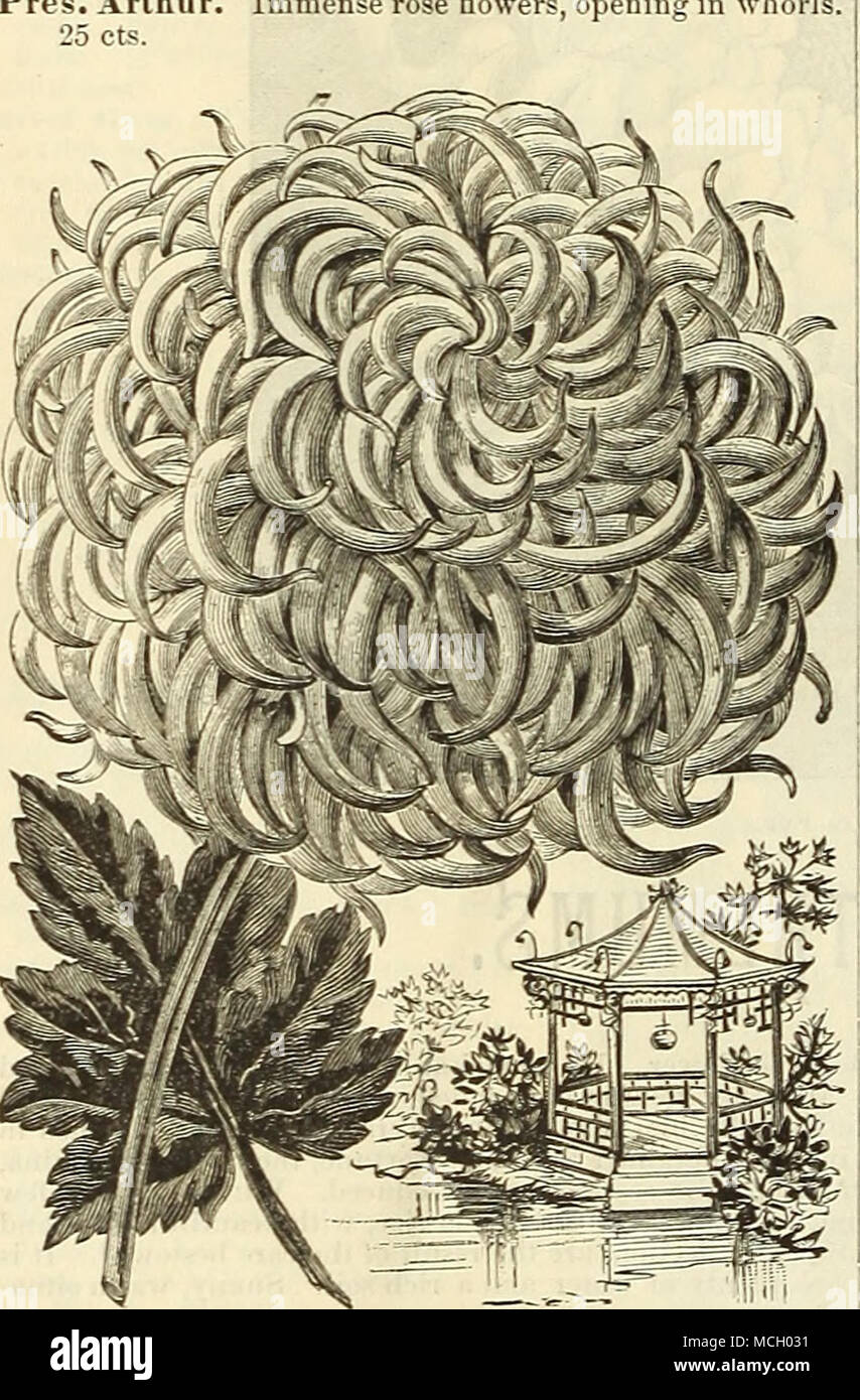 Mrs salter hi-res stock photography and images - Alamy