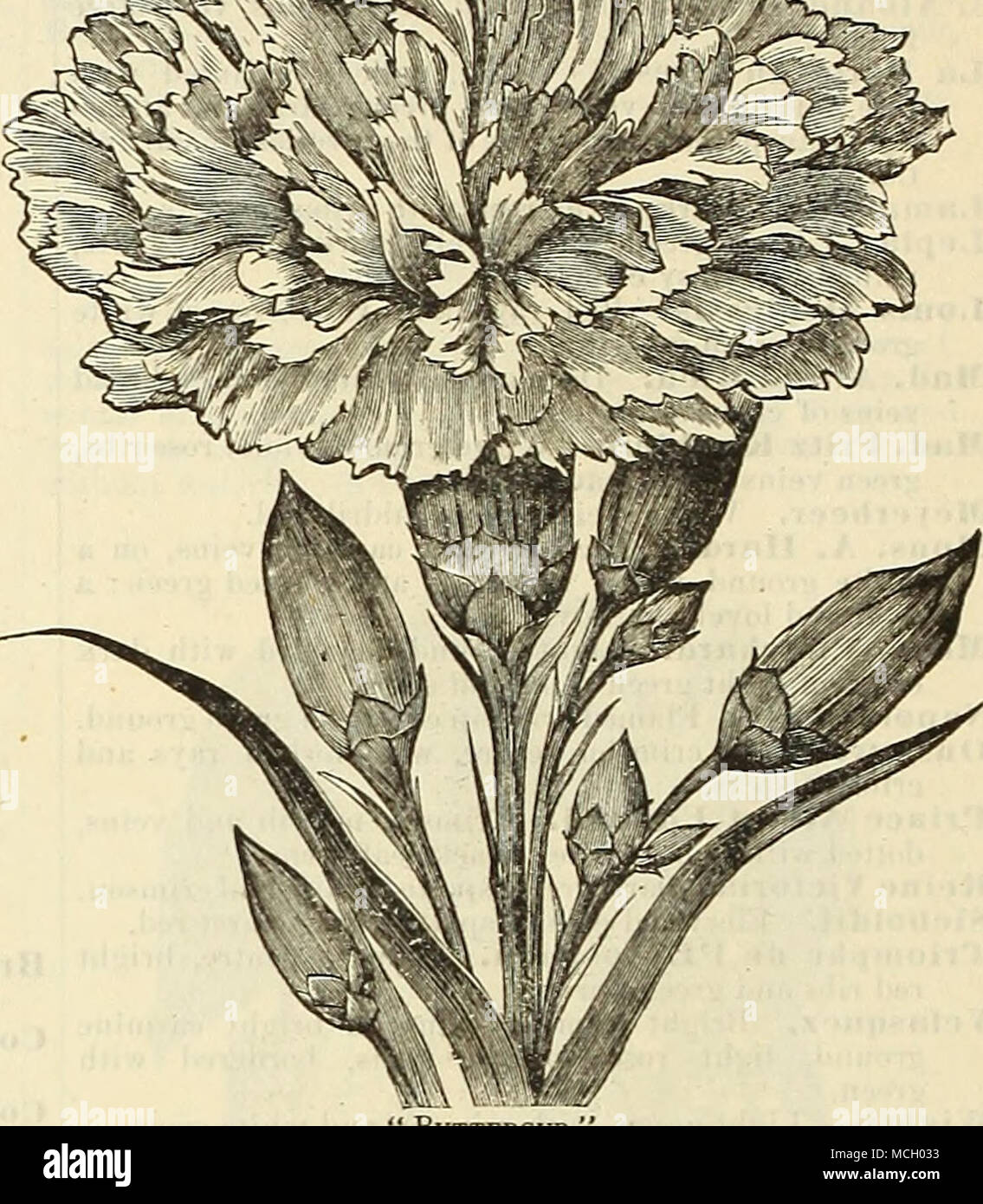 Variegated carnations hi-res stock photography and images - Alamy