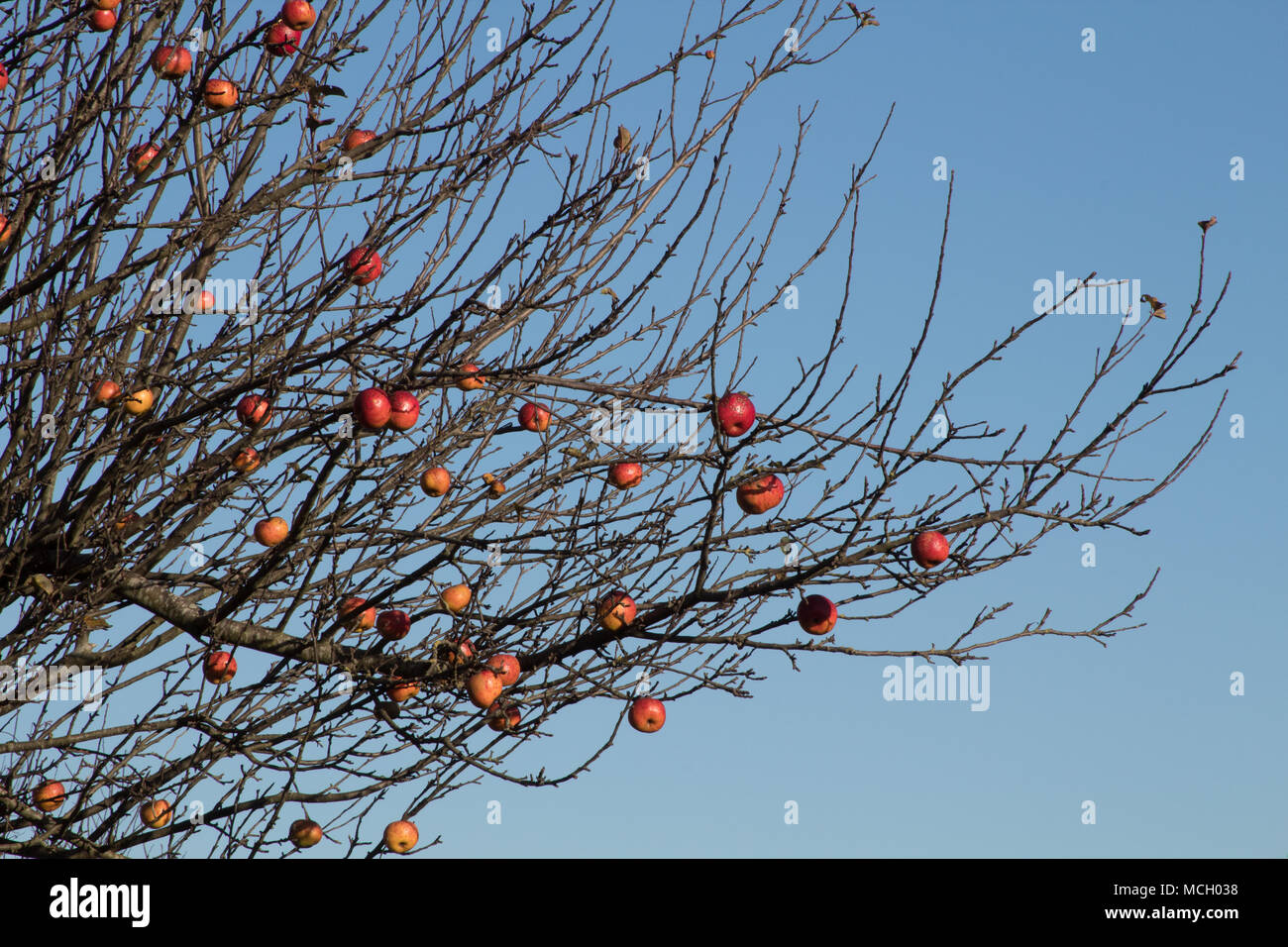 Leafless apple tree hi-res stock photography and images - Alamy