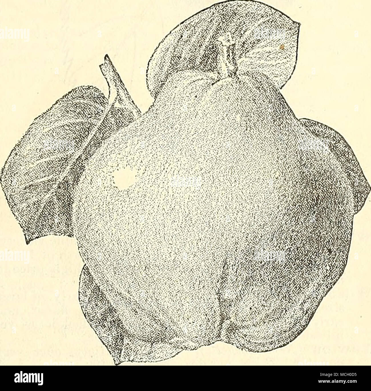 . Meech's Prolific Quin'ce. Champion. This variety is no longer looked ...