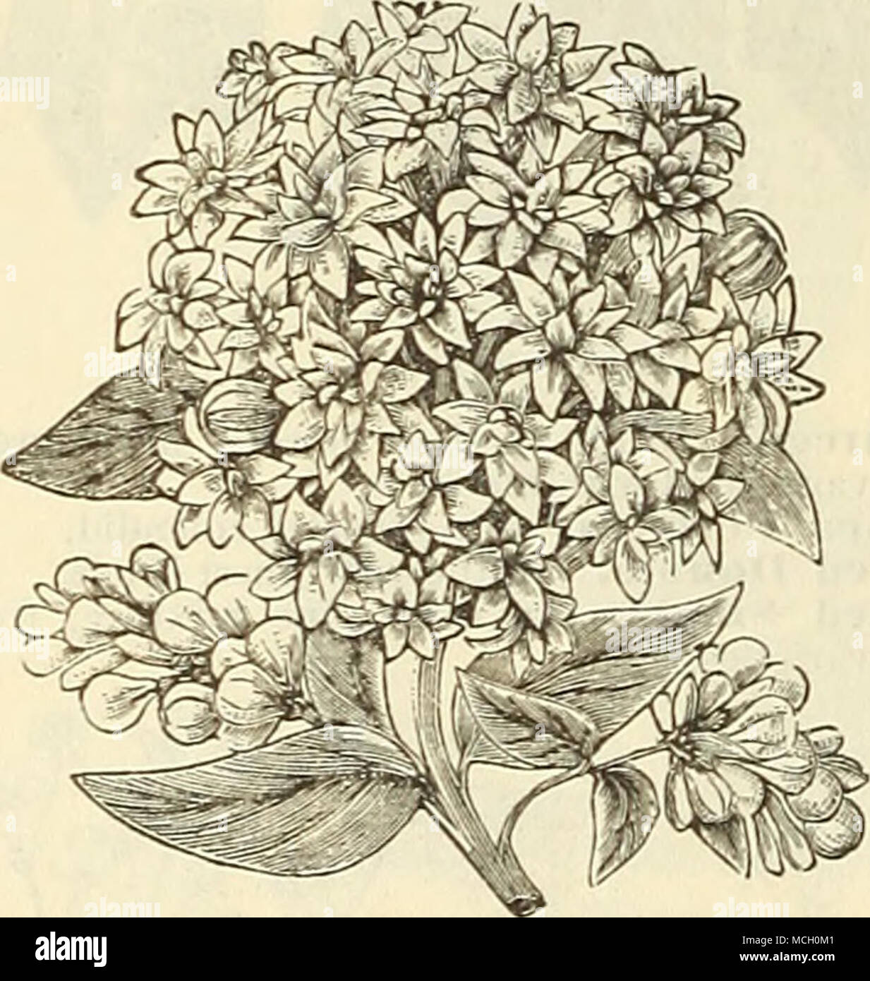 Garfield a bright hi-res stock photography and images - Alamy