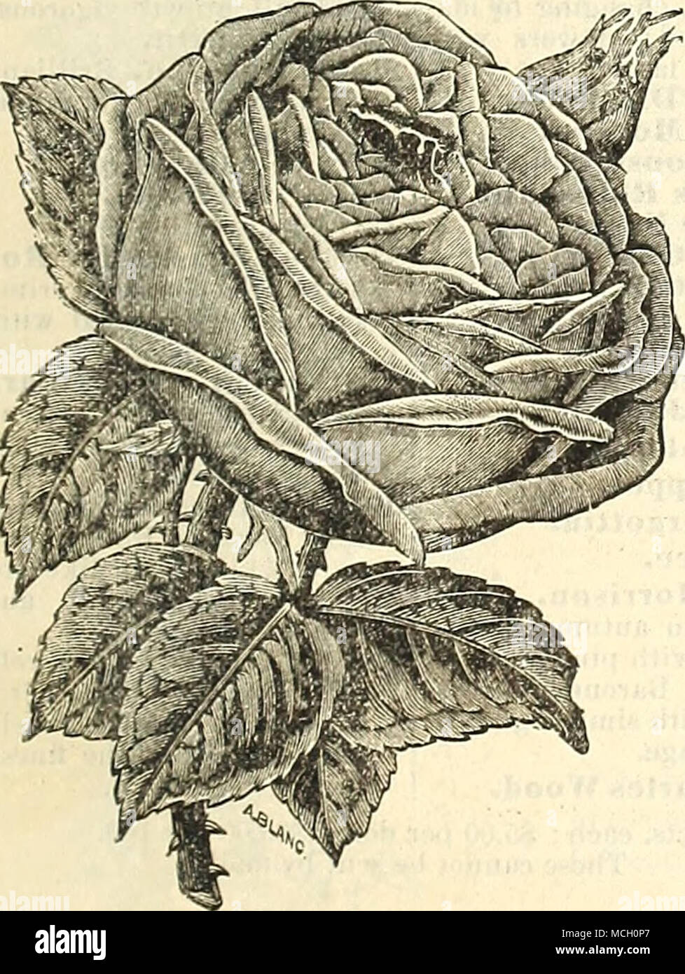 . Magna Chakta. Paonia. Clear bright rose ; very fragrant. Pauline ...