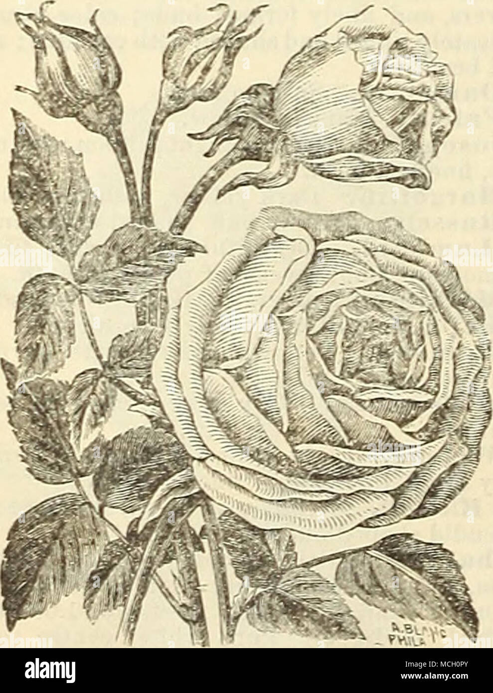 Safrano rose hi-res stock photography and images - Alamy