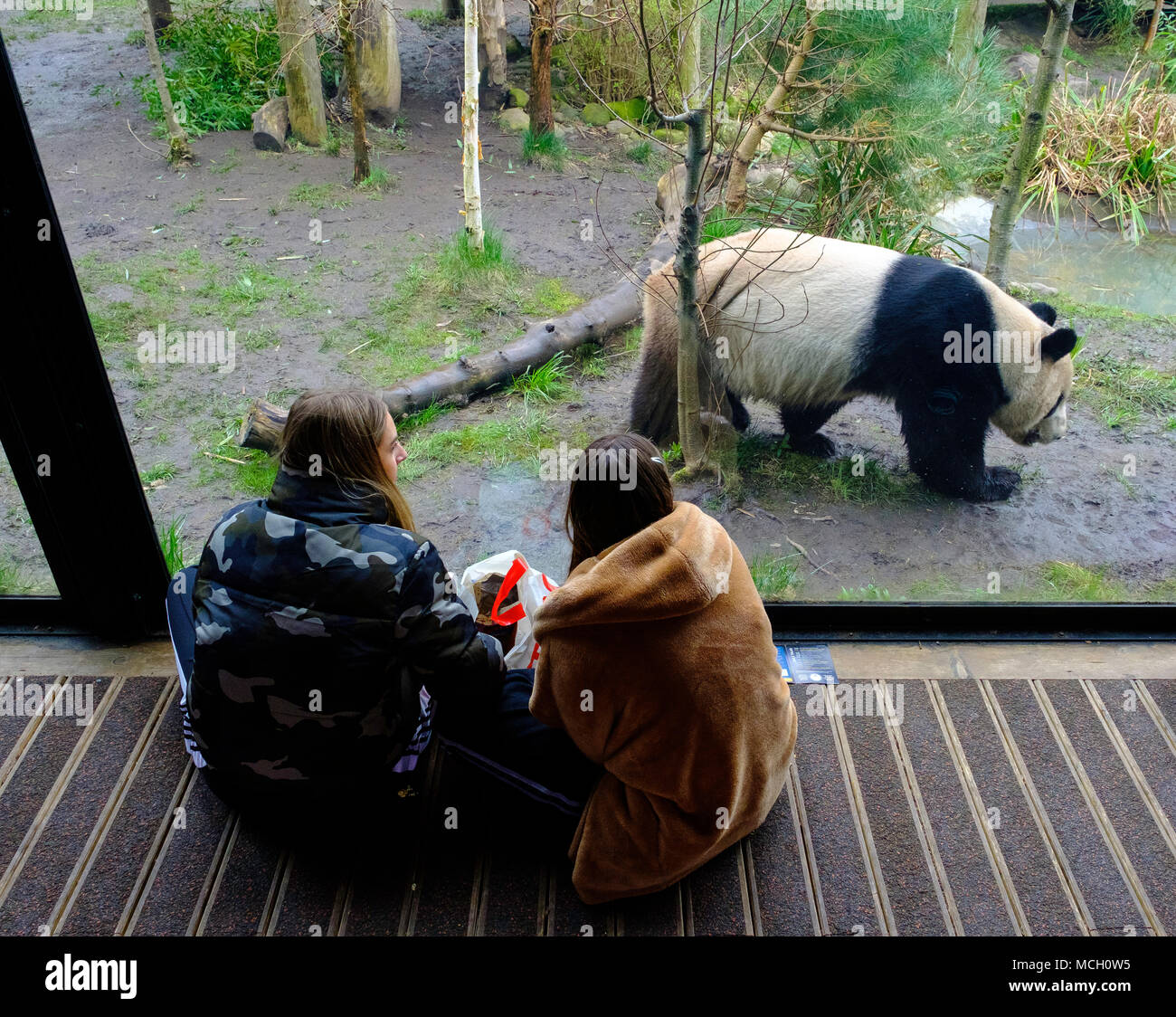 Visitors watch Giant panda male Yang Guang at Edinburgh Zoo, Scotland ...