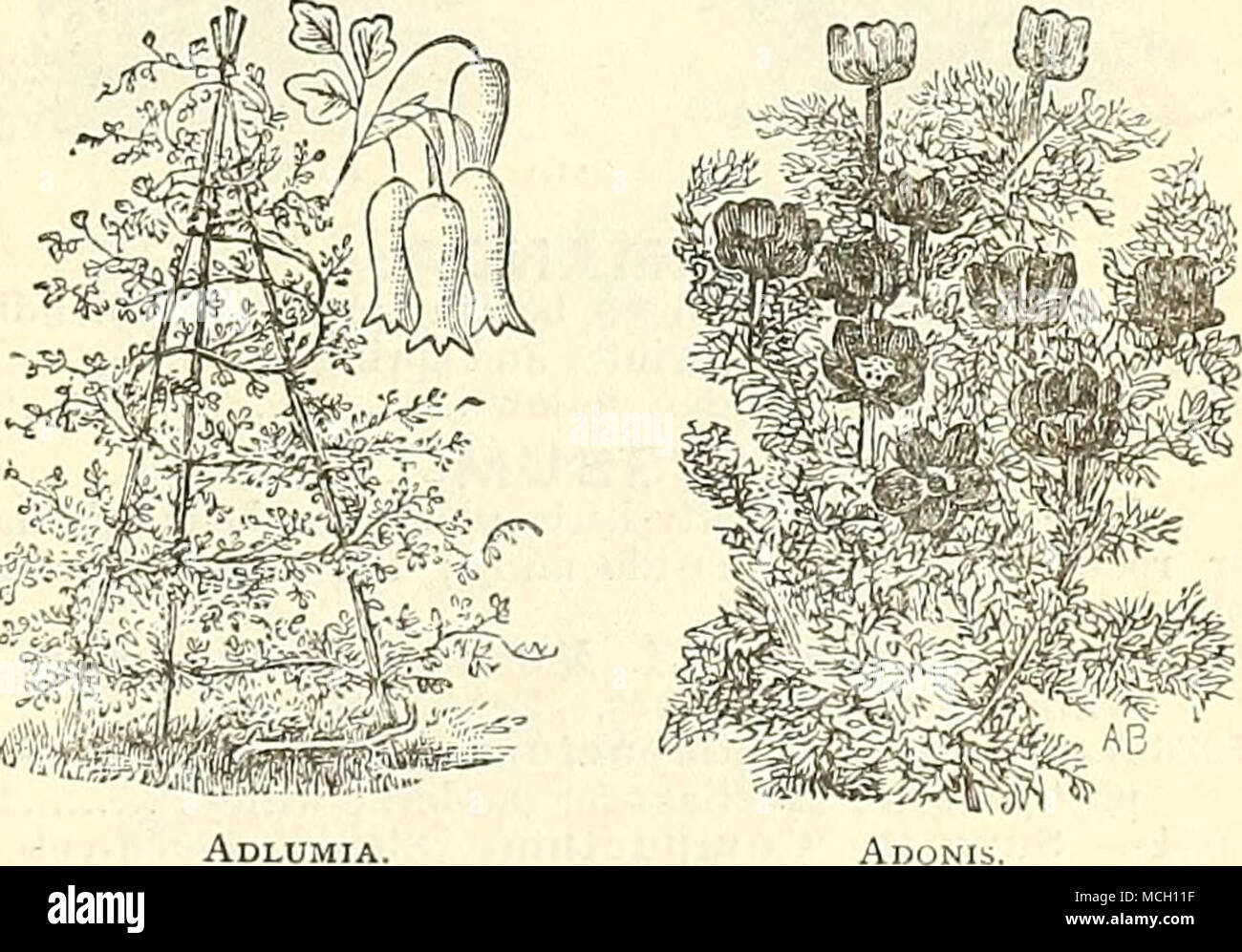 . ADONIS. (Flos Adonis.) Also known as Pheasant's Eye. Showy hardy an ...