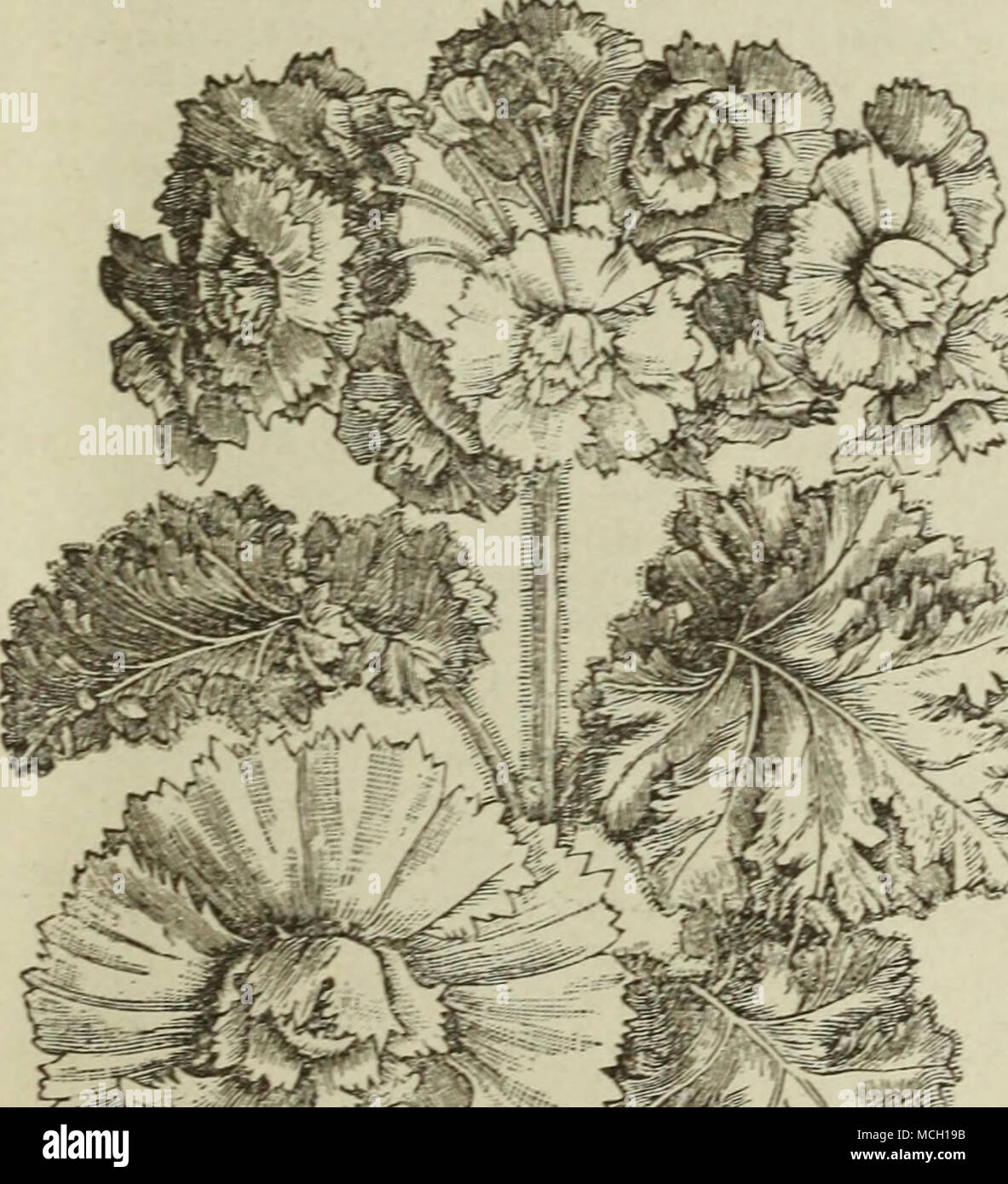 . DOUELE ACROCLINIUM ROSEUM Stock Photo - Alamy