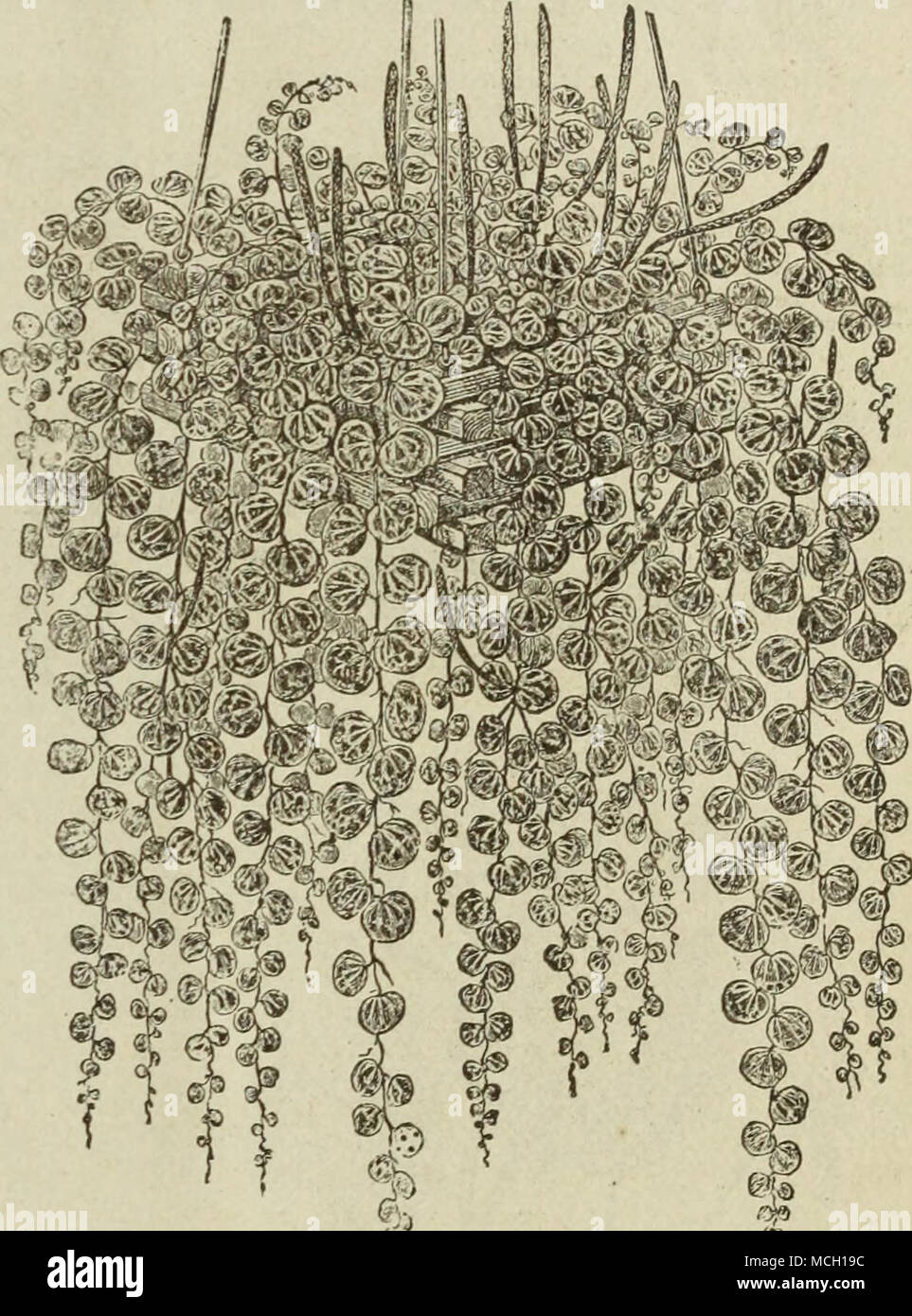 Well formed red rose hi-res stock photography and images - Alamy