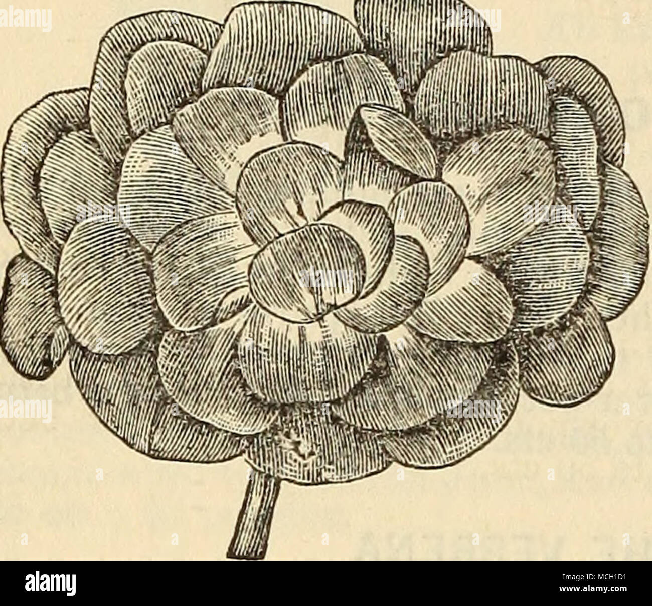 . VIBUENUM TINUS (Laurustinus.) White flowers, buds rose-colored. 25 ...