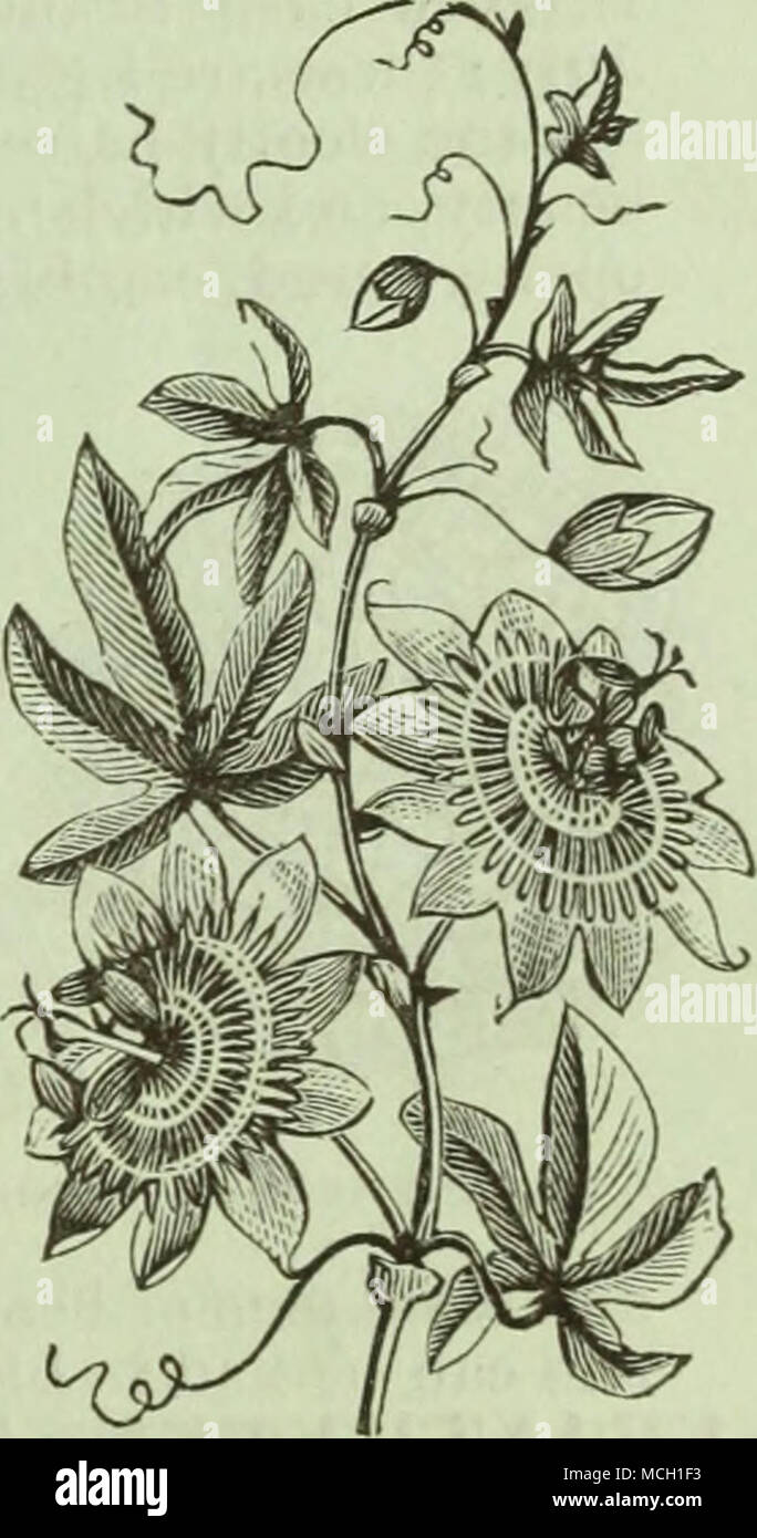 . PASSIFLORA.INCARNATA. PETUNIA, Hybrida Nana Compacta Multiflora {New ...