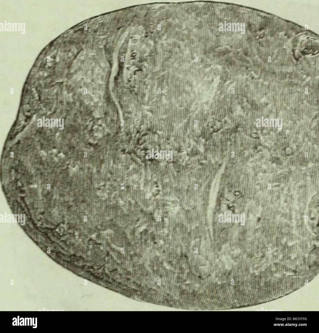 . MAGNUM BONUM POTATO. CLARK 5 NO. I POTATO. POTATO, Clark's No. 1 ...