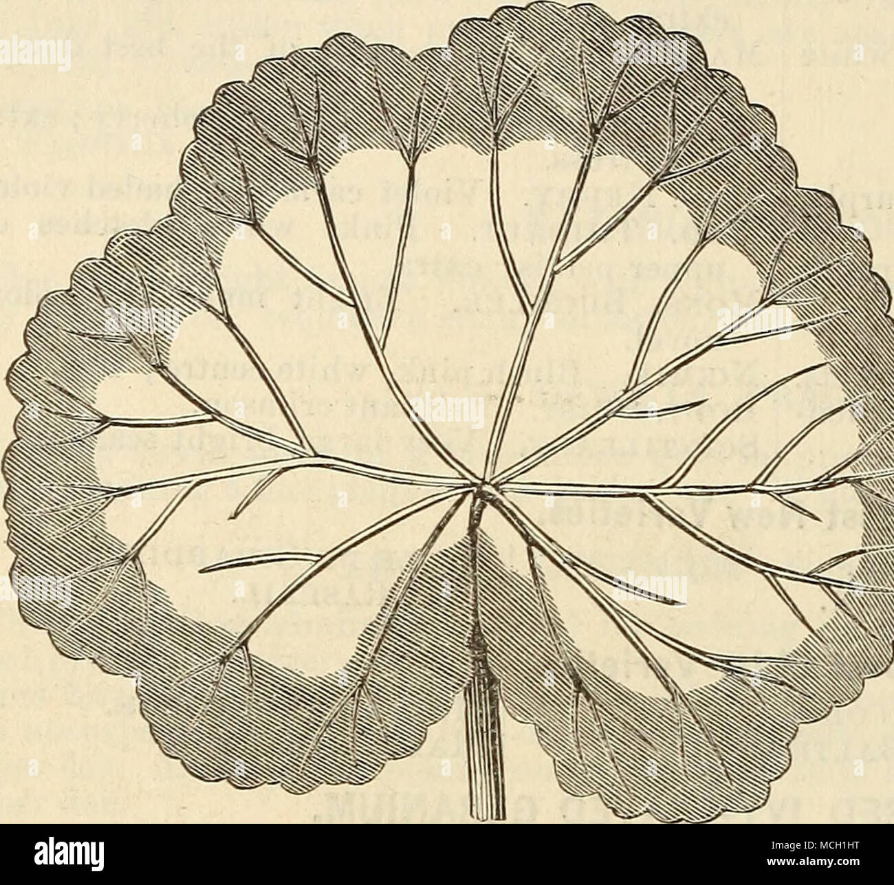 . Geranium—Happy Thought. Perfection. Broad silver edge; vigorous ...