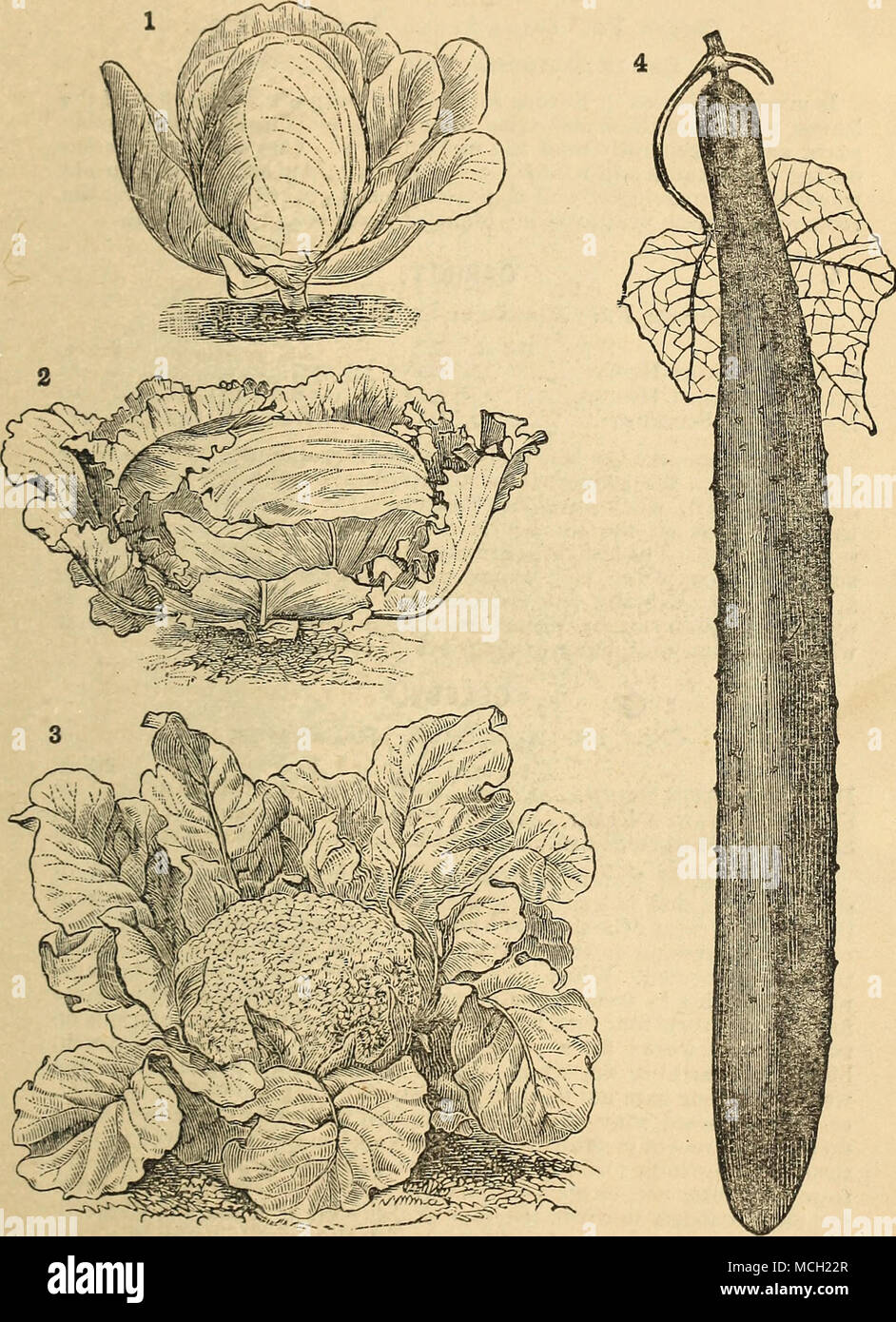 . 1. Early Oxheart Cabbage. 2. Large Late Drumhead Cabbage. 3 ...