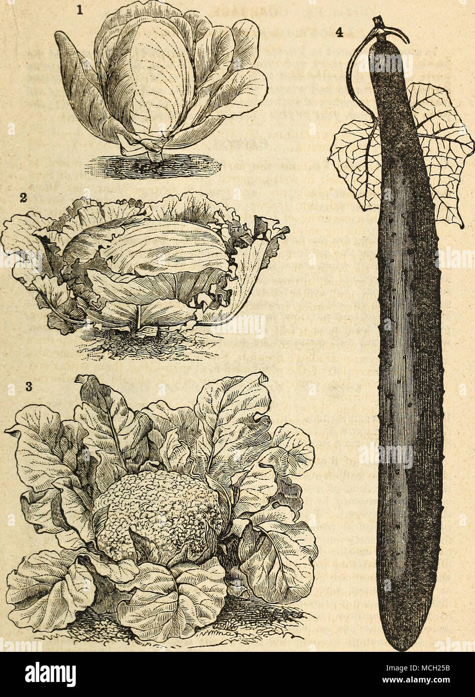 Drumhead cabbage hi-res stock photography and images - Alamy