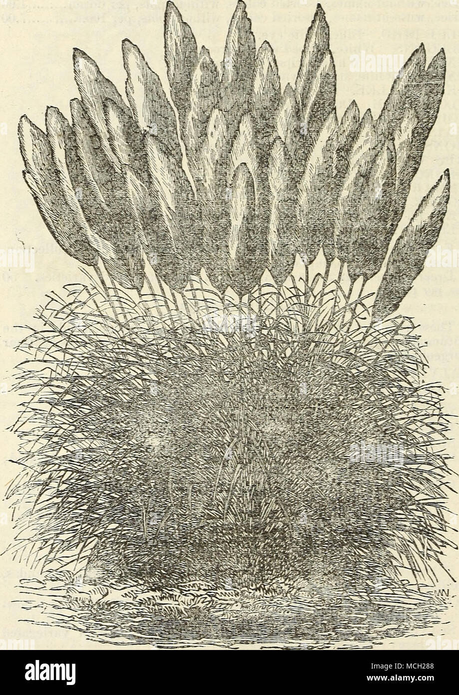 Gynerium argenteum hi-res stock photography and images - Alamy