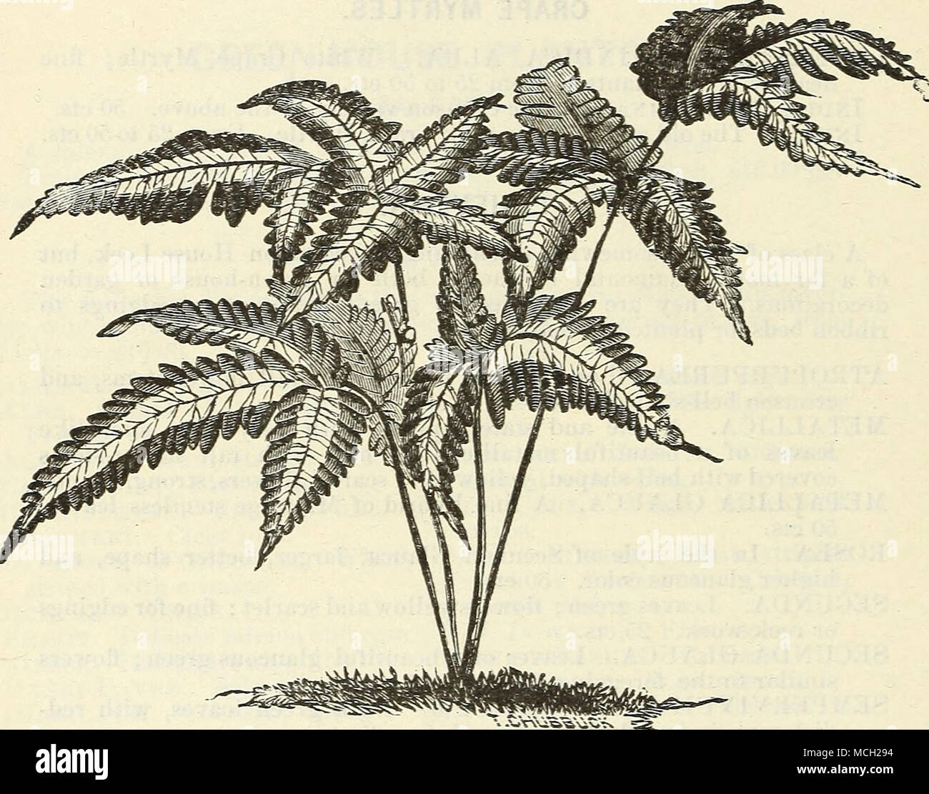 . Fern Pteeis Aegyeea. FERNS. Ferns cannot be dispensed with in parlor ...