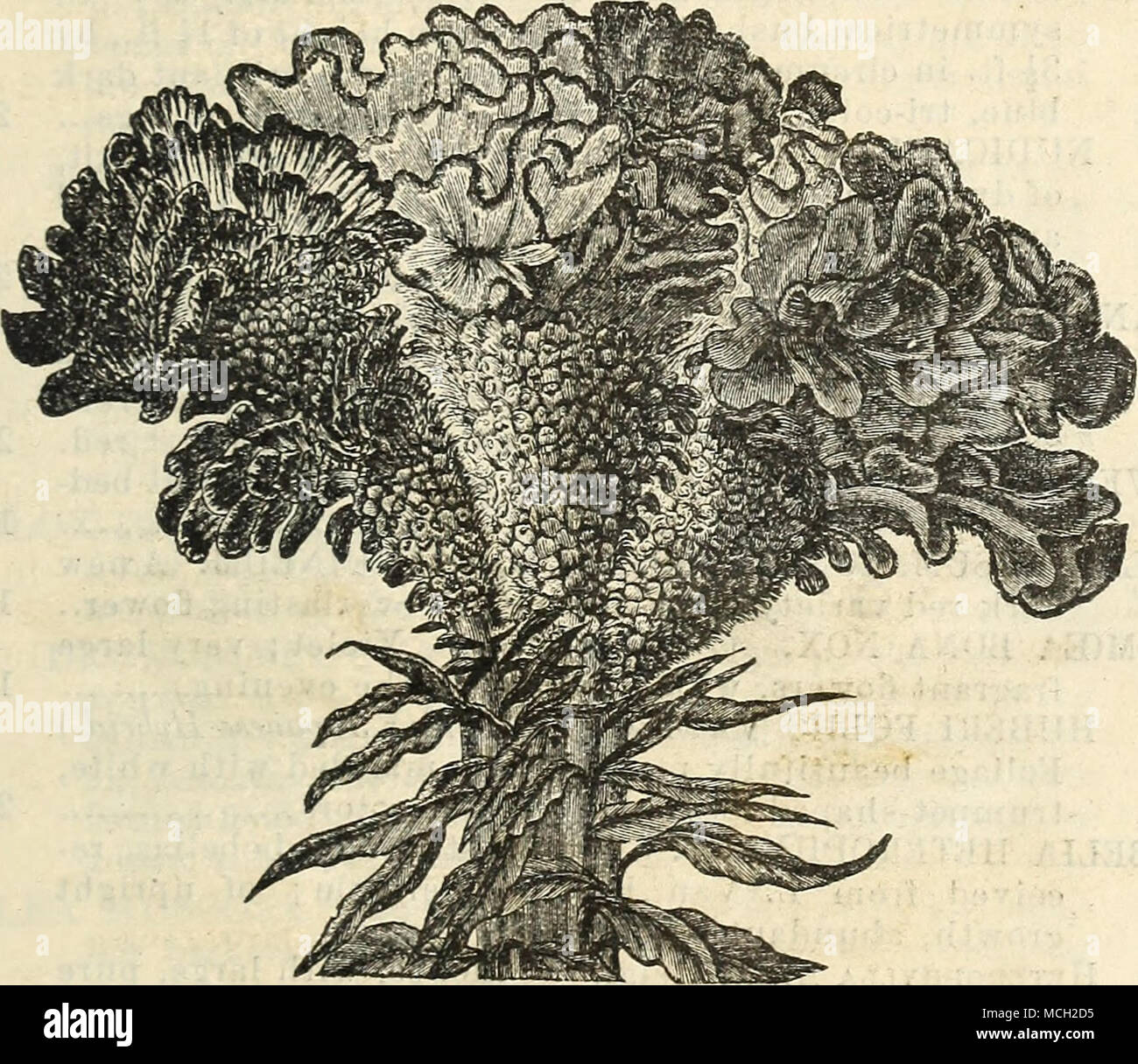 . CRISTATA VARIEGATA. " CRISTATA VARIEGATA. {The Gold with Crimson ...