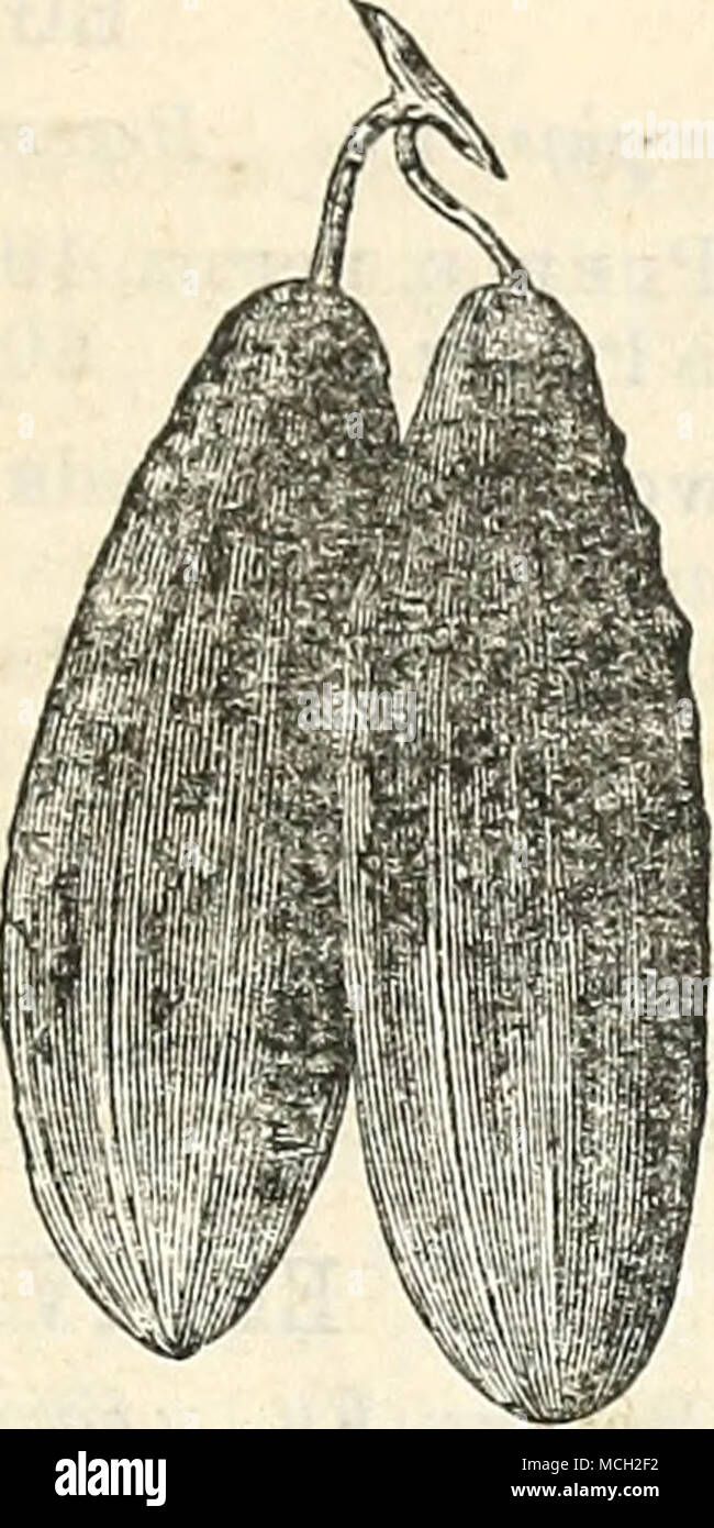 . Early Russian Cucumber, White Spined Cucumber. Eug-lish. Prize ...