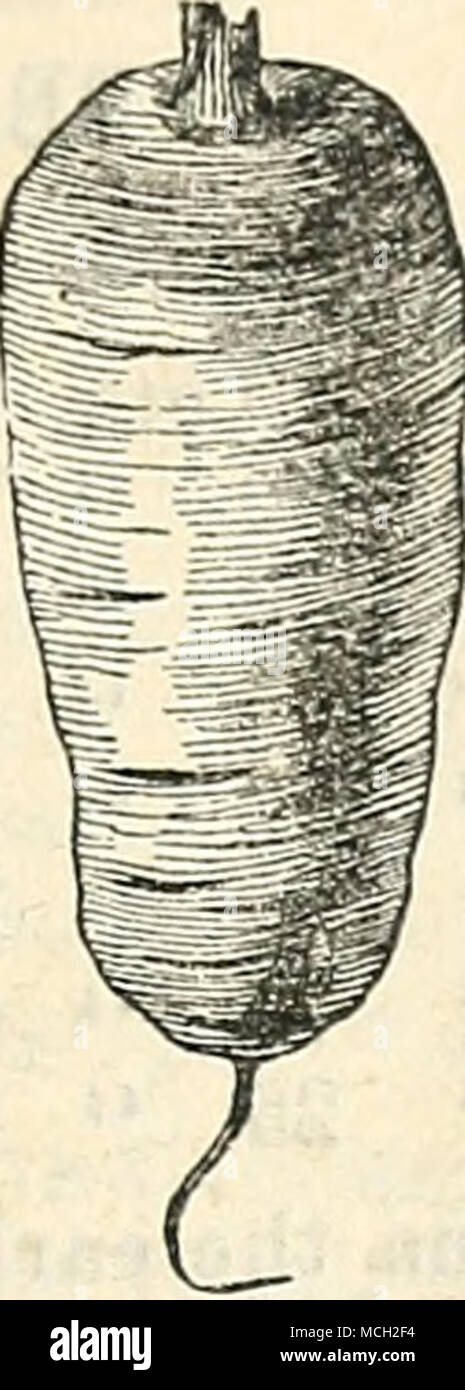 . Early Scarlet Horn Carrot. Simon's Ex. Early Red Turnip Beet Stock ...
