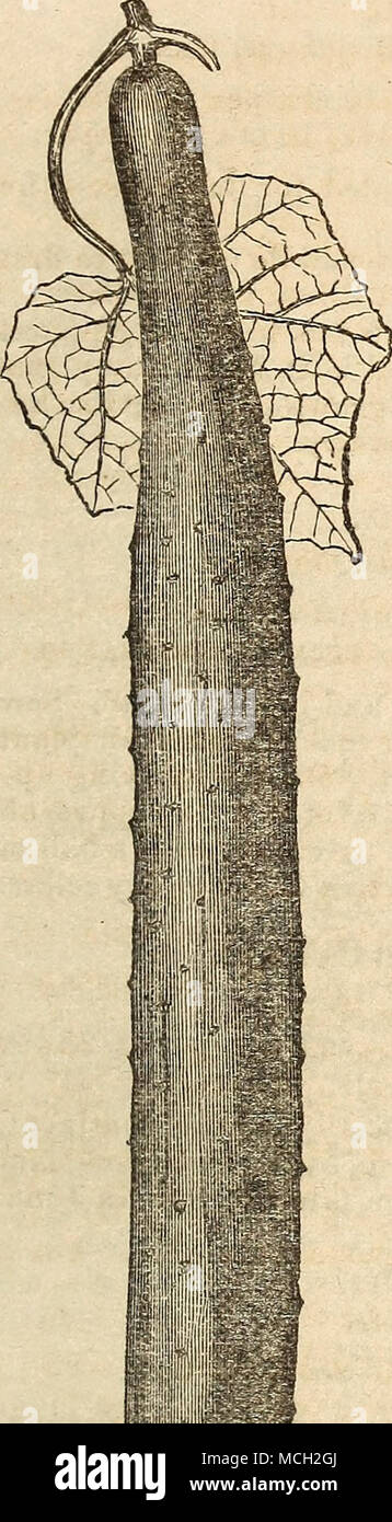 . English Prize Cucumber Stock Photo - Alamy