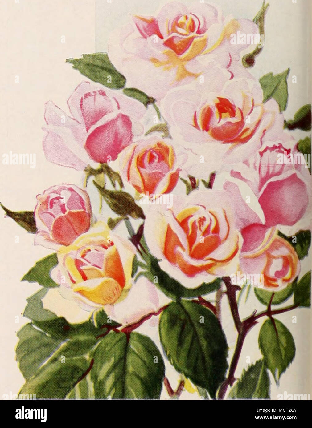 Cecile brunner rose hi-res stock photography and images - Alamy