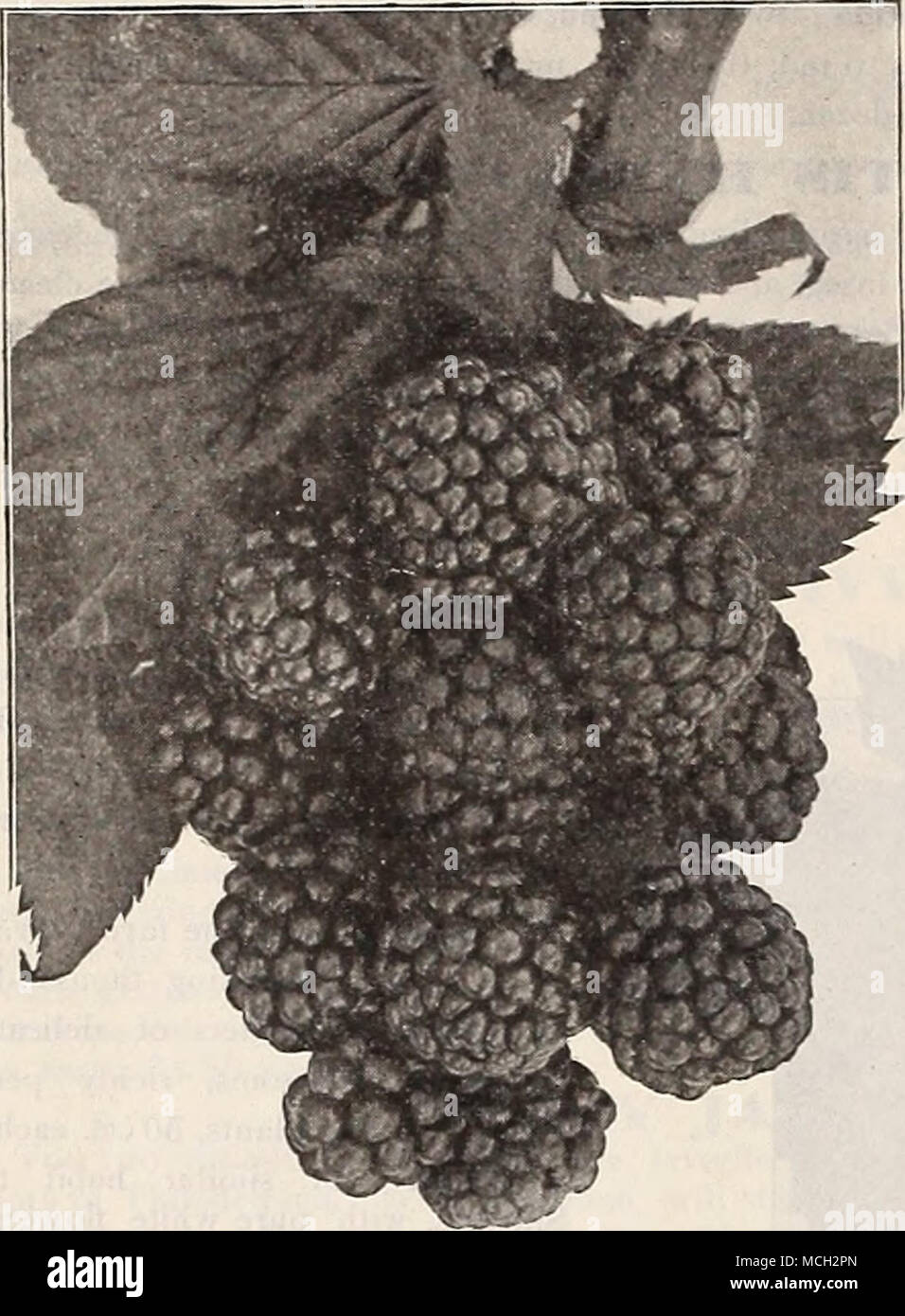 Rathbun variety hi-res stock photography and images - Alamy