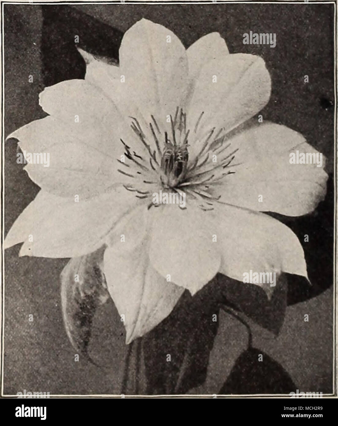 Larck hi-res stock photography and images - Alamy