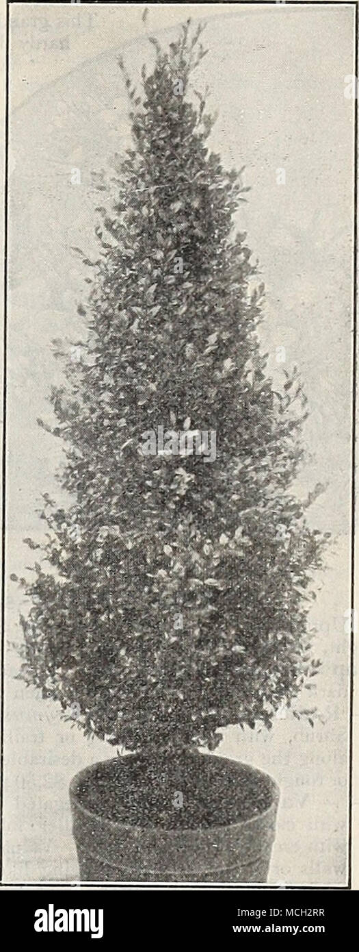 . Pyramid Boxwood. BUXUS SEMPERYIRENS (Boxwood). The well-known common ...