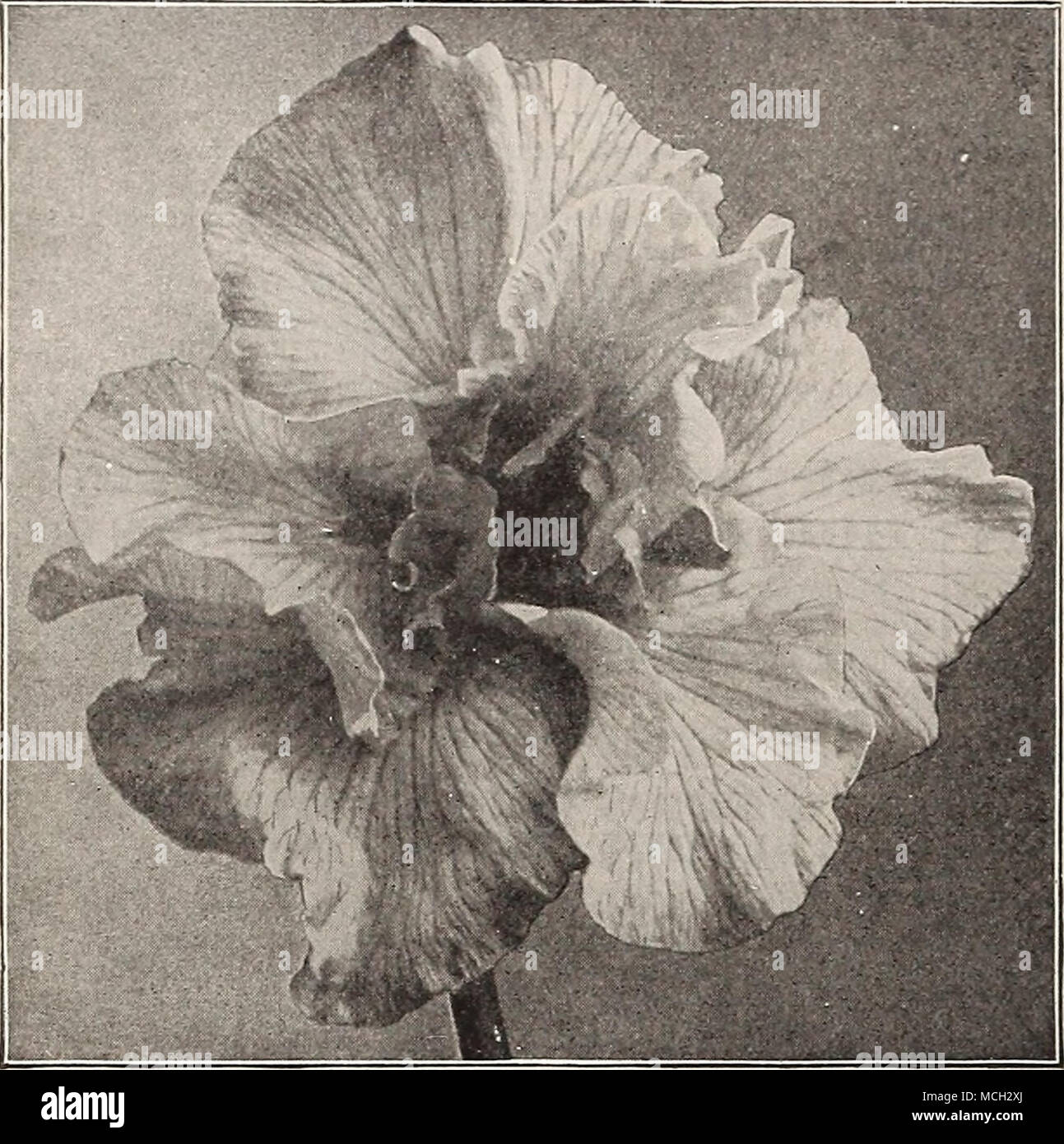 Faint violet veins hi-res stock photography and images - Alamy