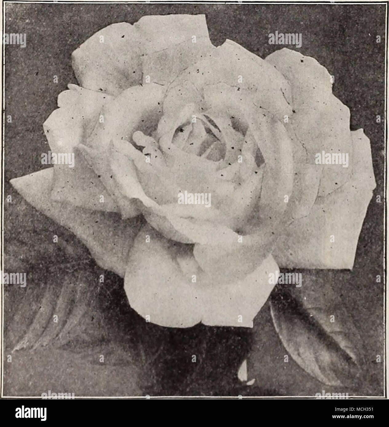 . Hardy Rosr, Fpau Kari. Dri'schki. Hardv Rose, Ulrich Brunnbr. Mrs. R ...