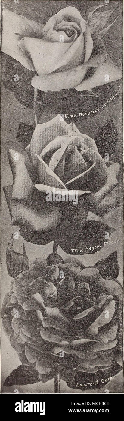 . New liybrid=Tea Roses. (Continued.) Juliet ( Wm. Paul & Son, 1910). A ...