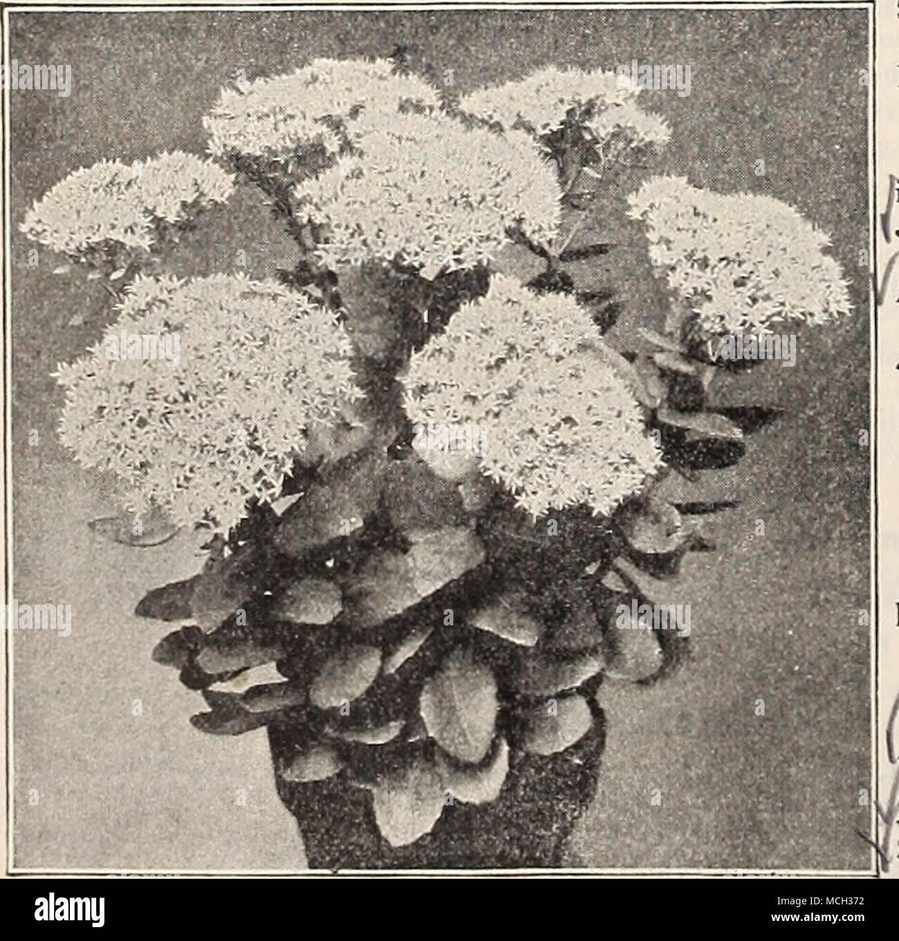 6 Oss High Resolution Stock Photography and Images - Alamy