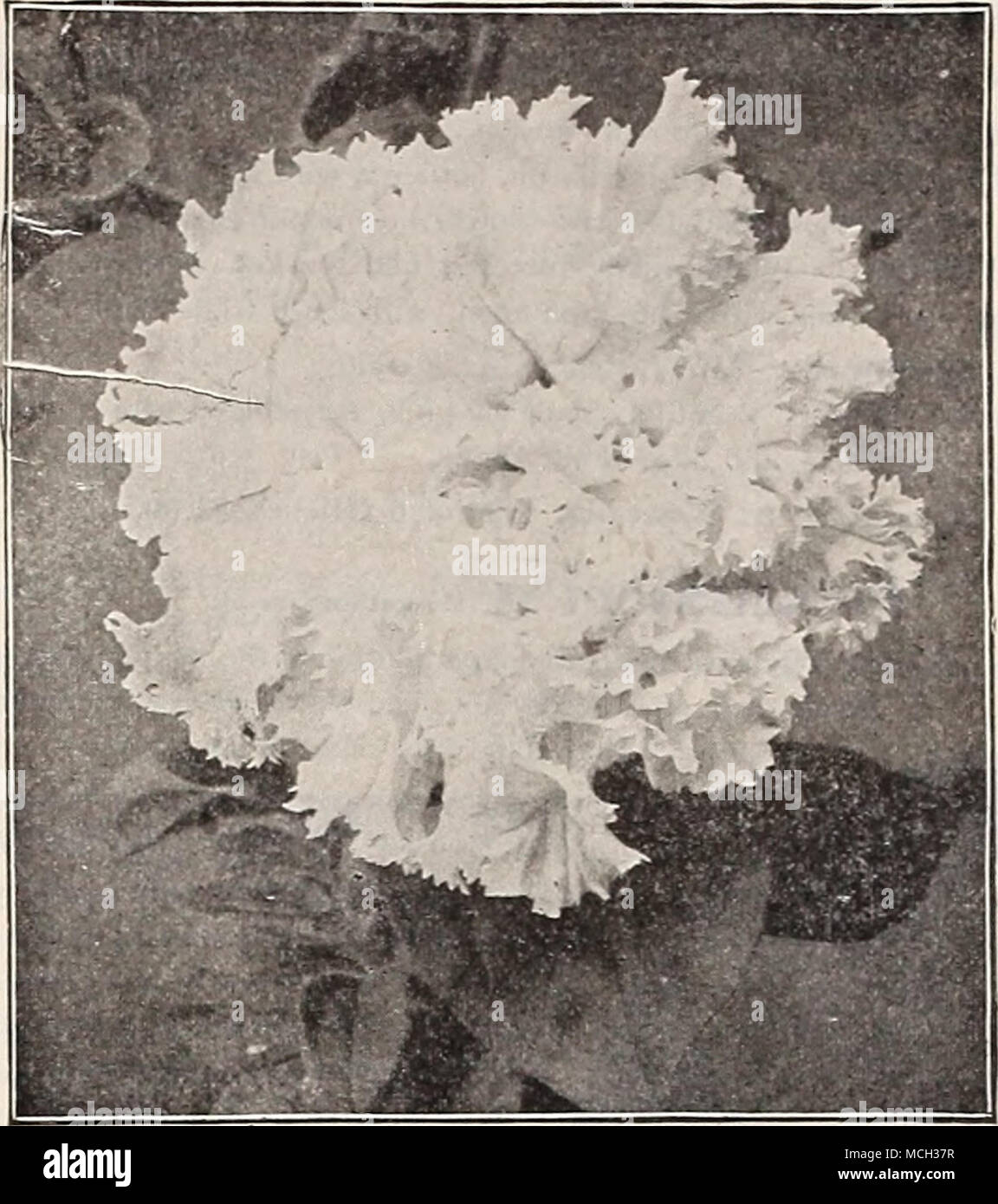 Hastate leaves hi-res stock photography and images - Alamy