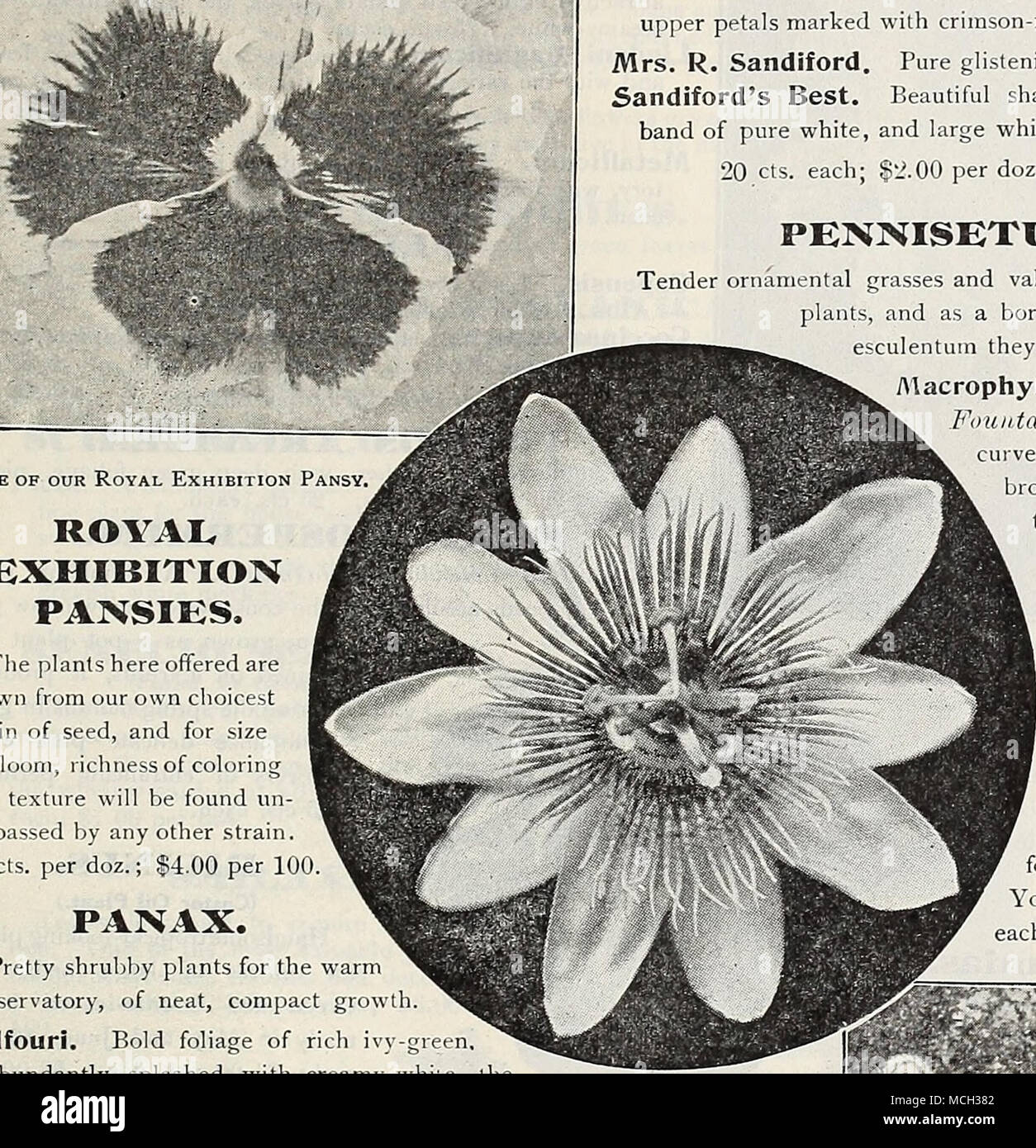 Oka leaf hi-res stock photography and images - Alamy