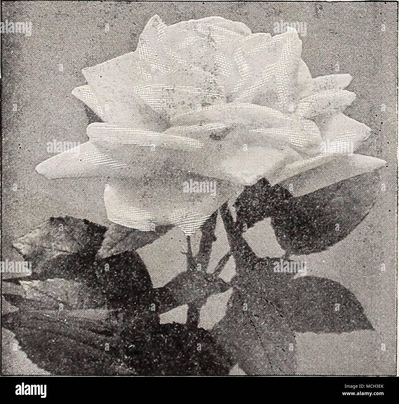 Helen sharman hi-res stock photography and images - Alamy