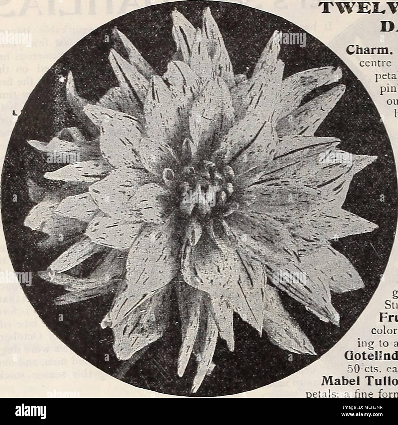 Pale lemon rose petals hi-res stock photography and images - Alamy