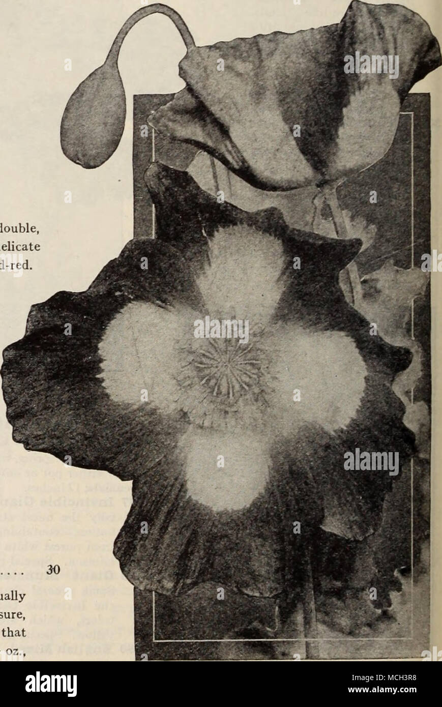 Cross and hamblin hi-res stock photography and images - Alamy