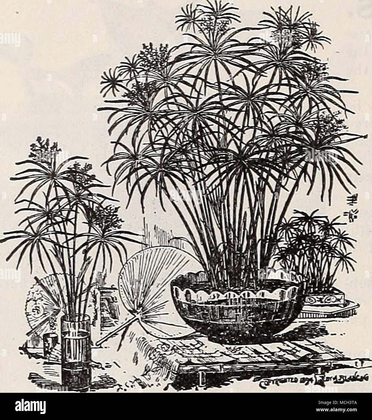 Acorus variegata hi-res stock photography and images - Alamy