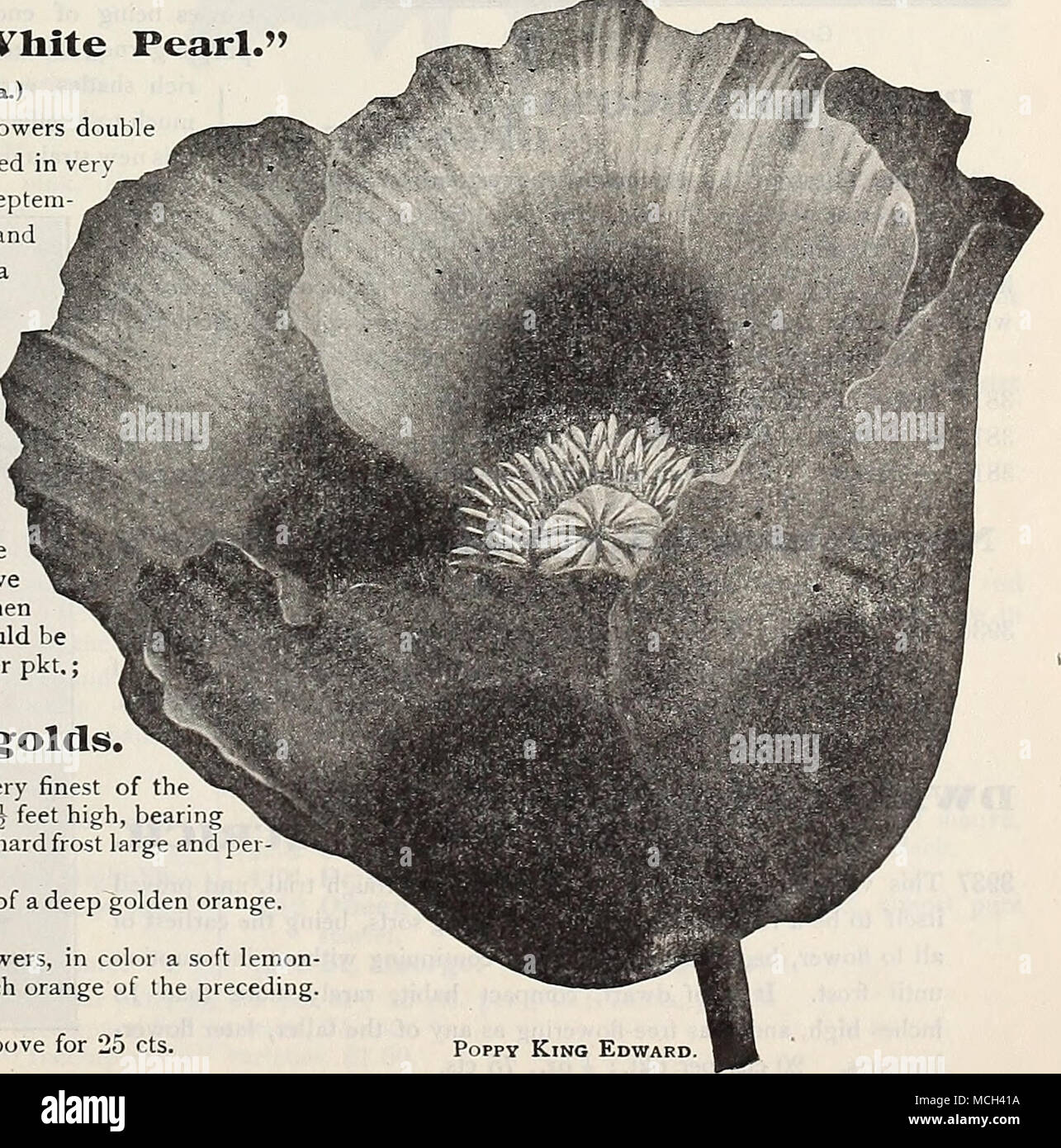 King edward poppy hi-res stock photography and images - Alamy