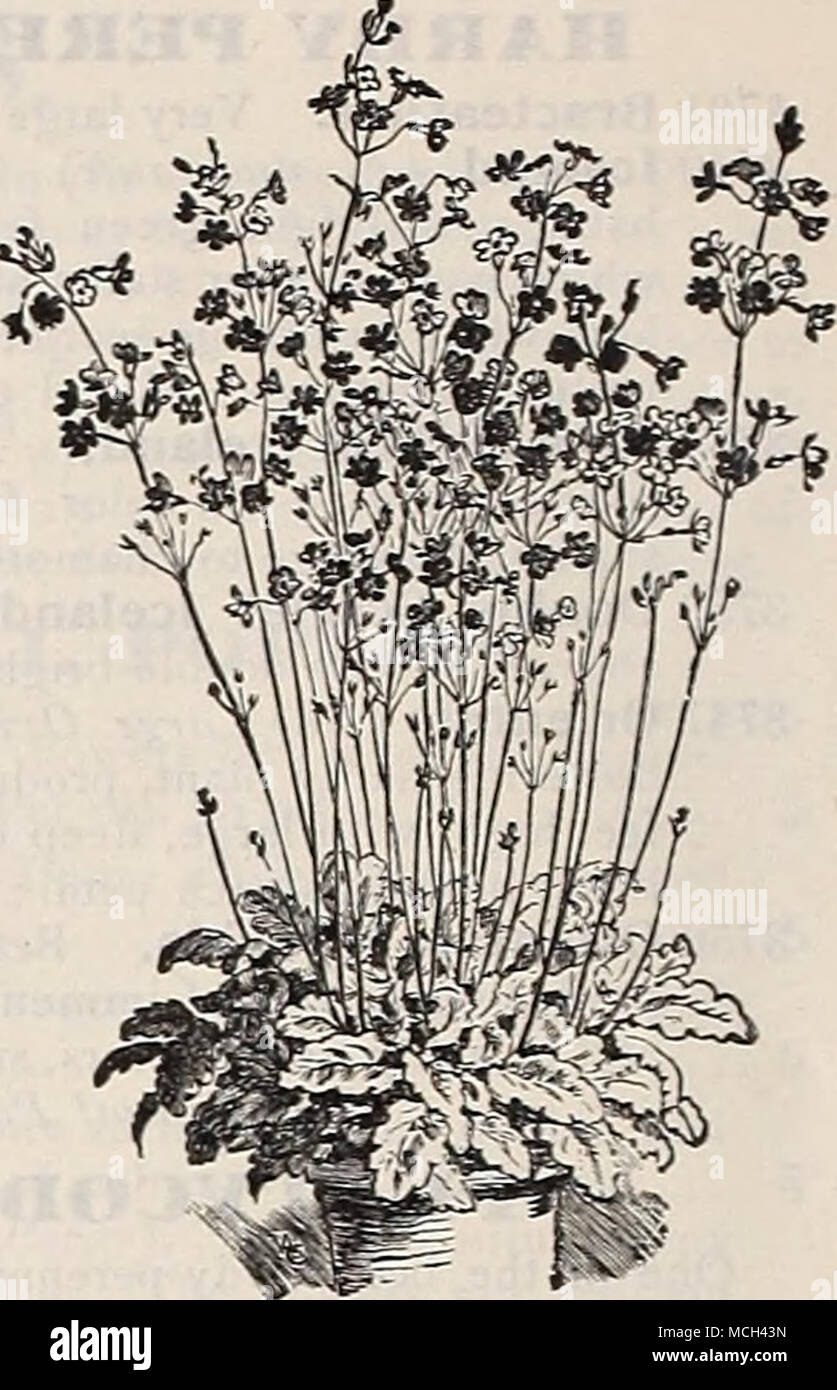 Chinese primroses hi-res stock photography and images - Alamy