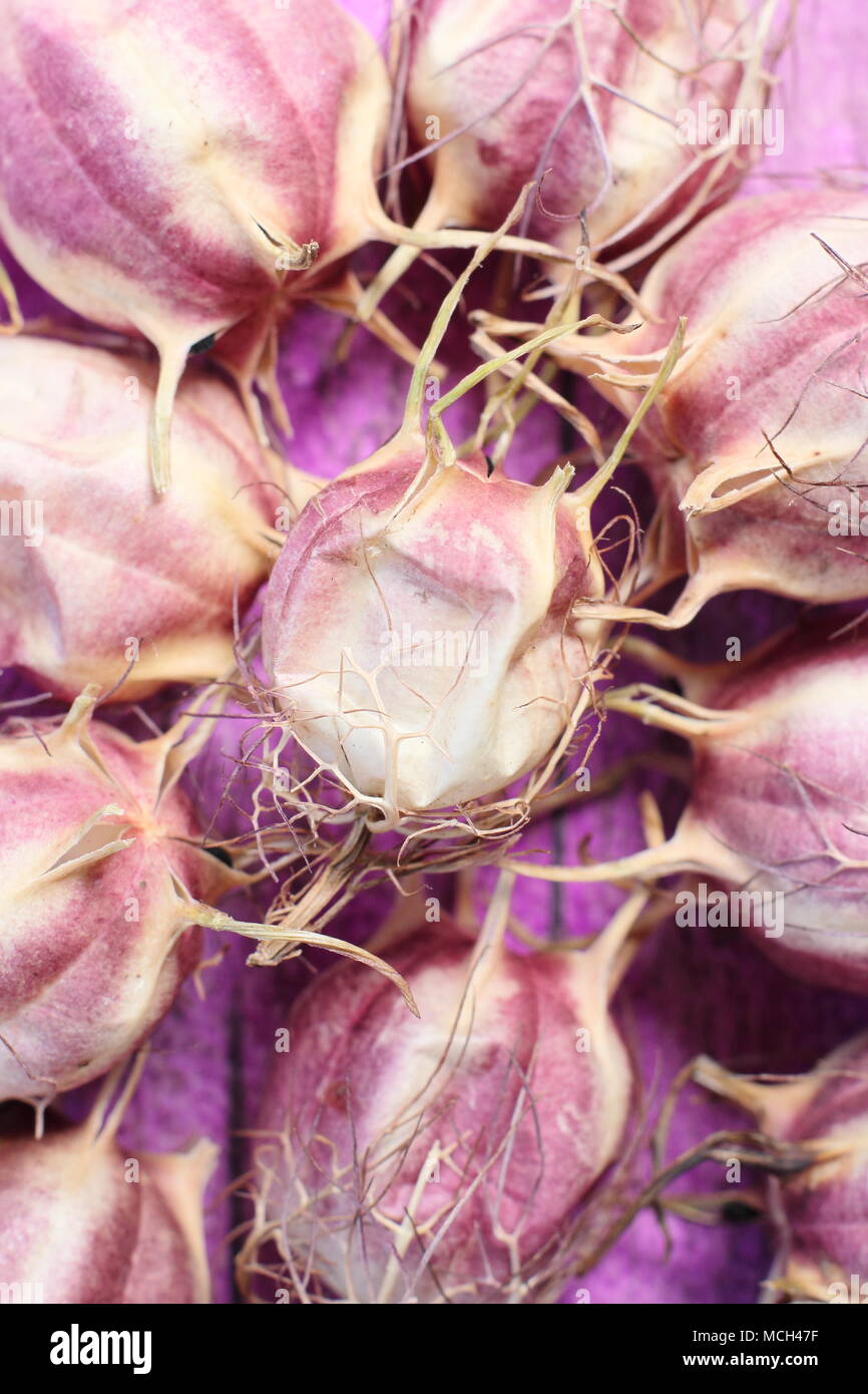 Nigella Damascena Seedhead High Resolution Stock Photography and Images ...