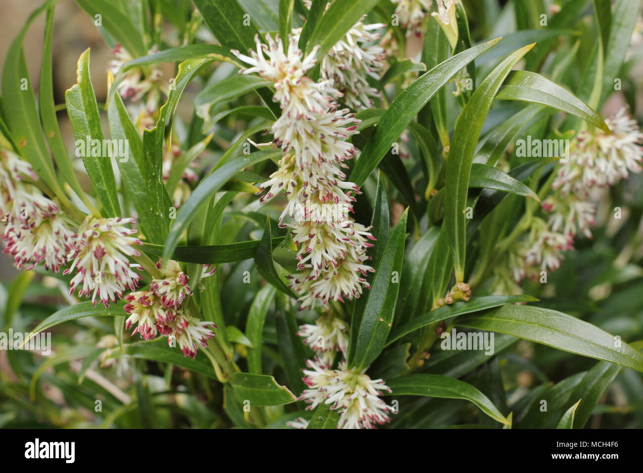 Sarcococcas hi-res stock photography and images - Alamy