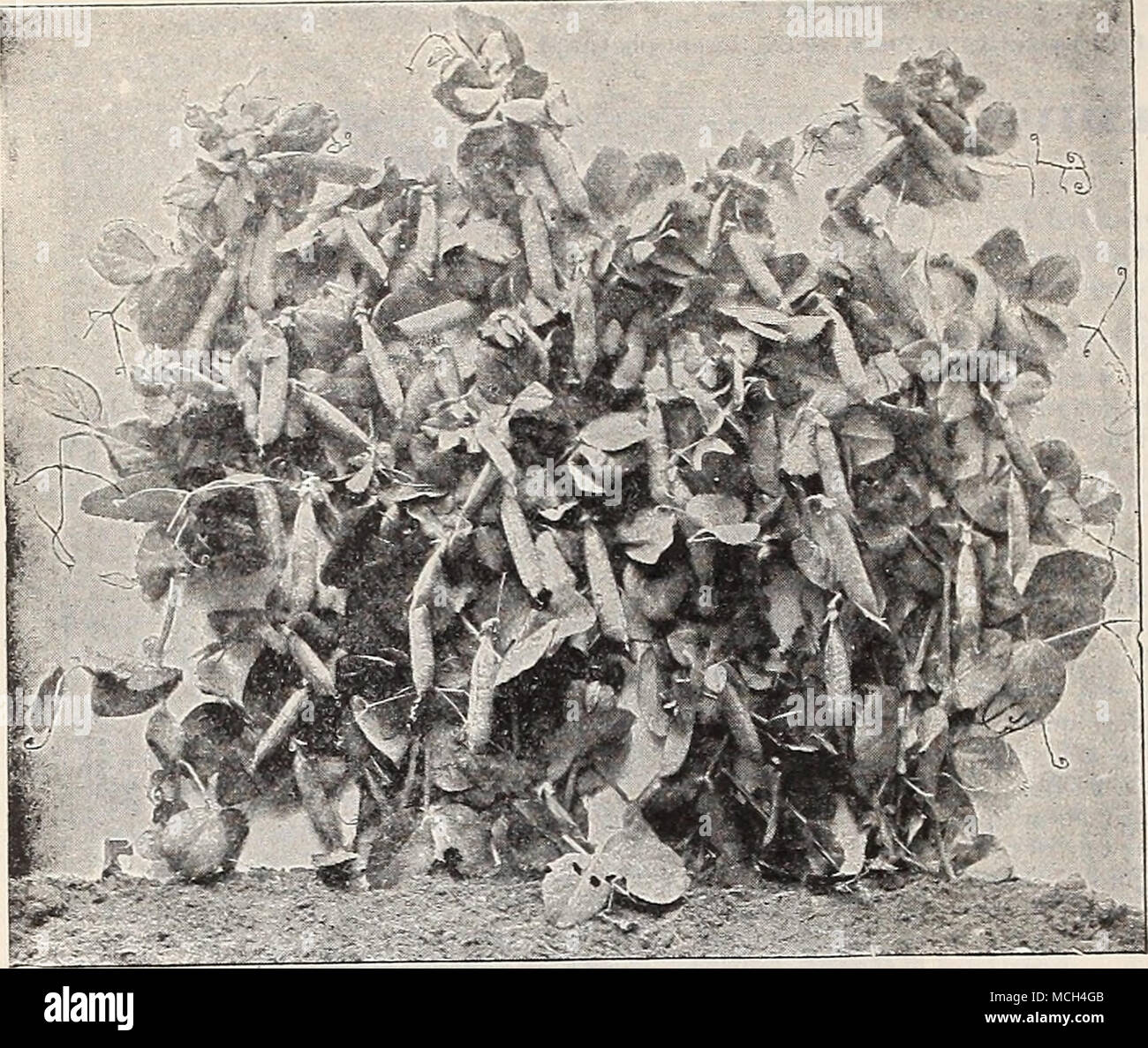 Black eyed pea pod hi-res stock photography and images - Alamy