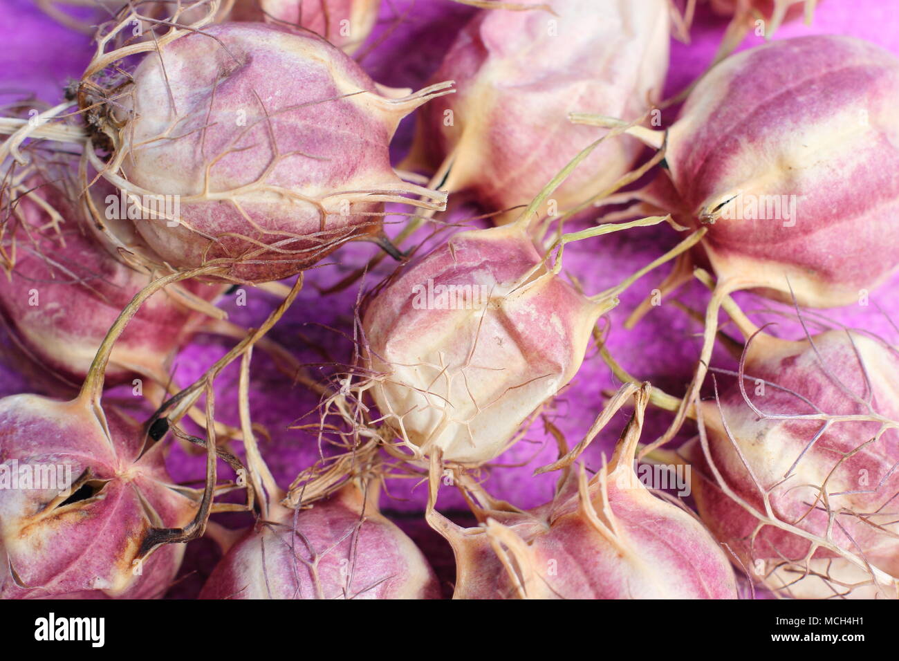 Dried seed pods nigella hi-res stock photography and images - Alamy
