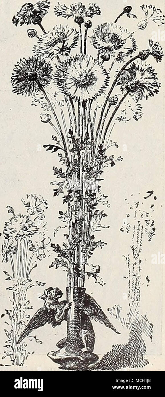 . Giant Royal Sweet Sultan Stock Photo - Alamy