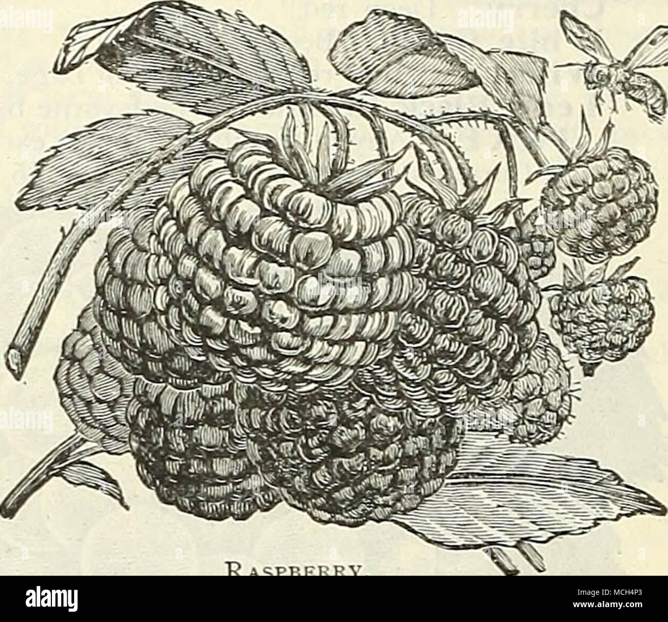 Cuthbert variety hi-res stock photography and images - Alamy