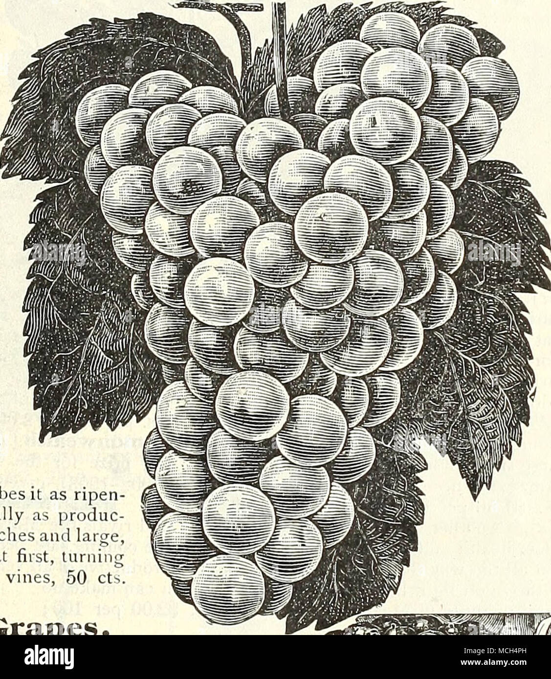 Quinn fruit hi-res stock photography and images - Alamy