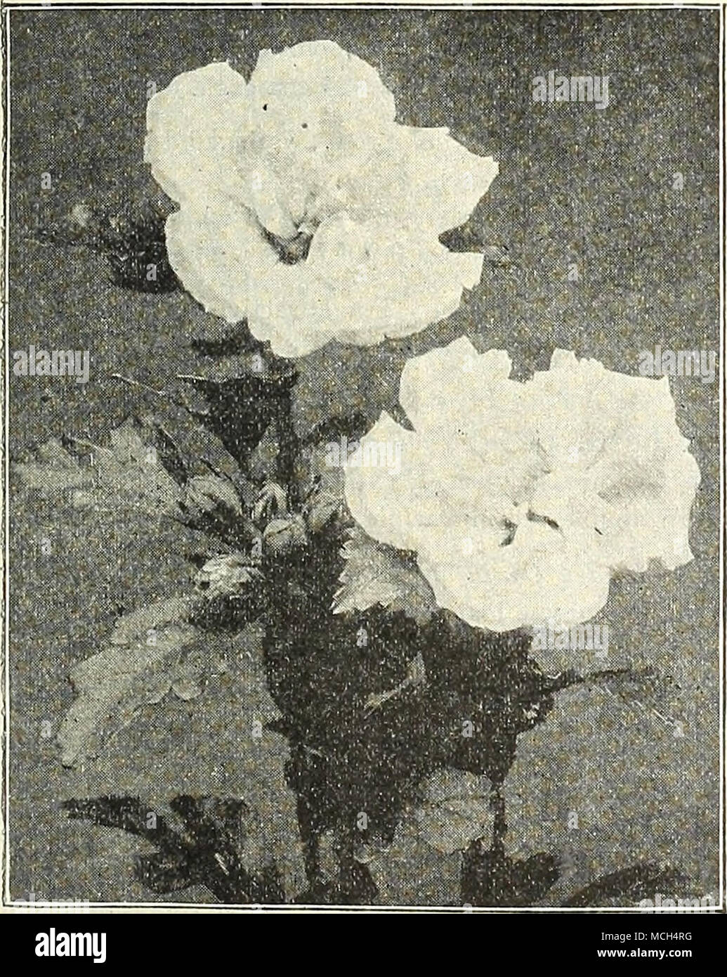 . Althea. Alba Plena. ing racemes ot wriite blossom of great beauty. A ...